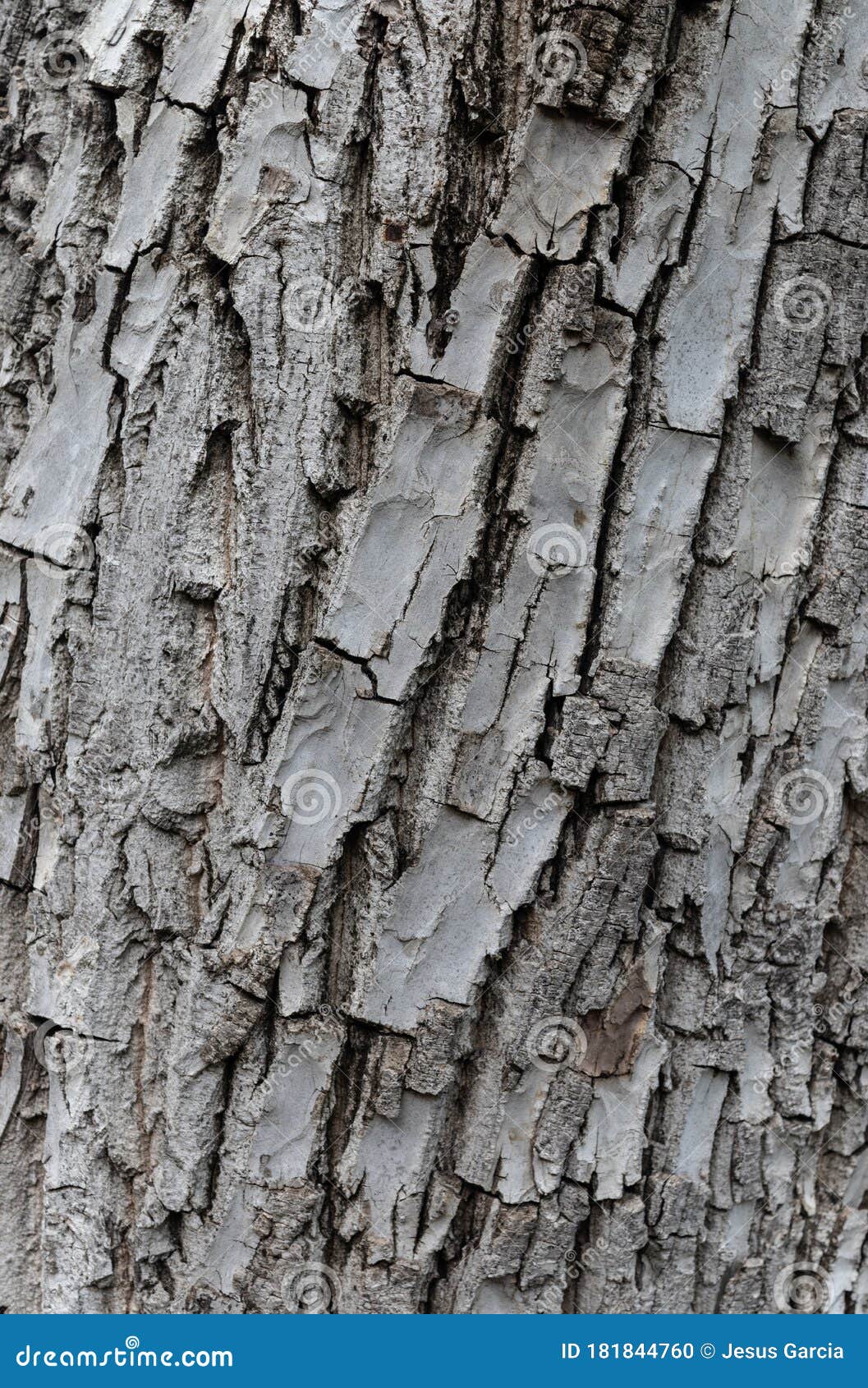 Tree Bark Surface. Old Walnut Trunk Texture Stock Photo - Image of ...