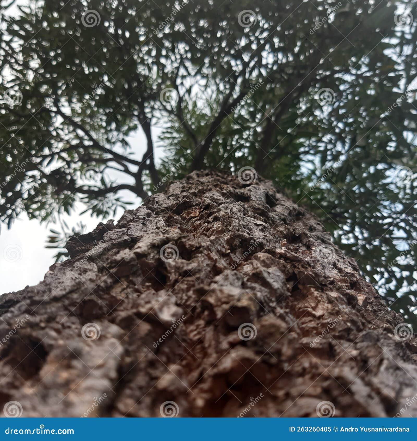 Tree bark tabebuia stock image. Image of frogeye, tabebuia - 263260405