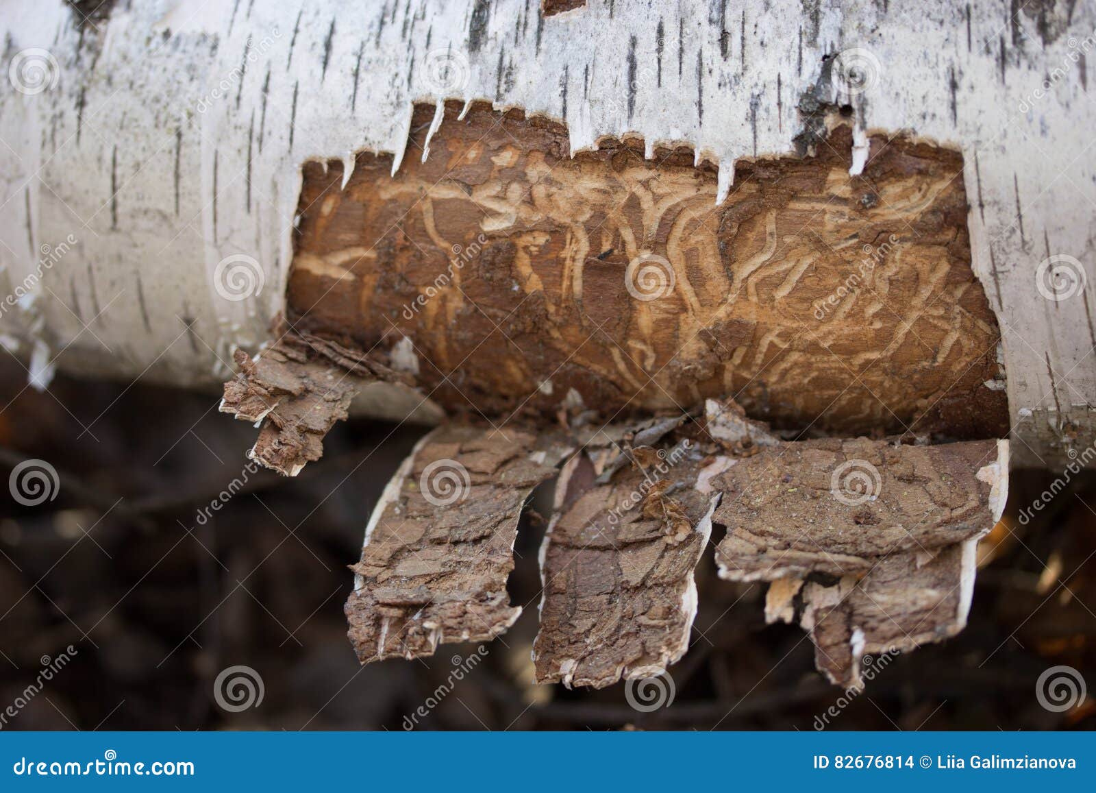 Tree Bark with Termite Tracks Stock Photo - Image of forest, detail ...