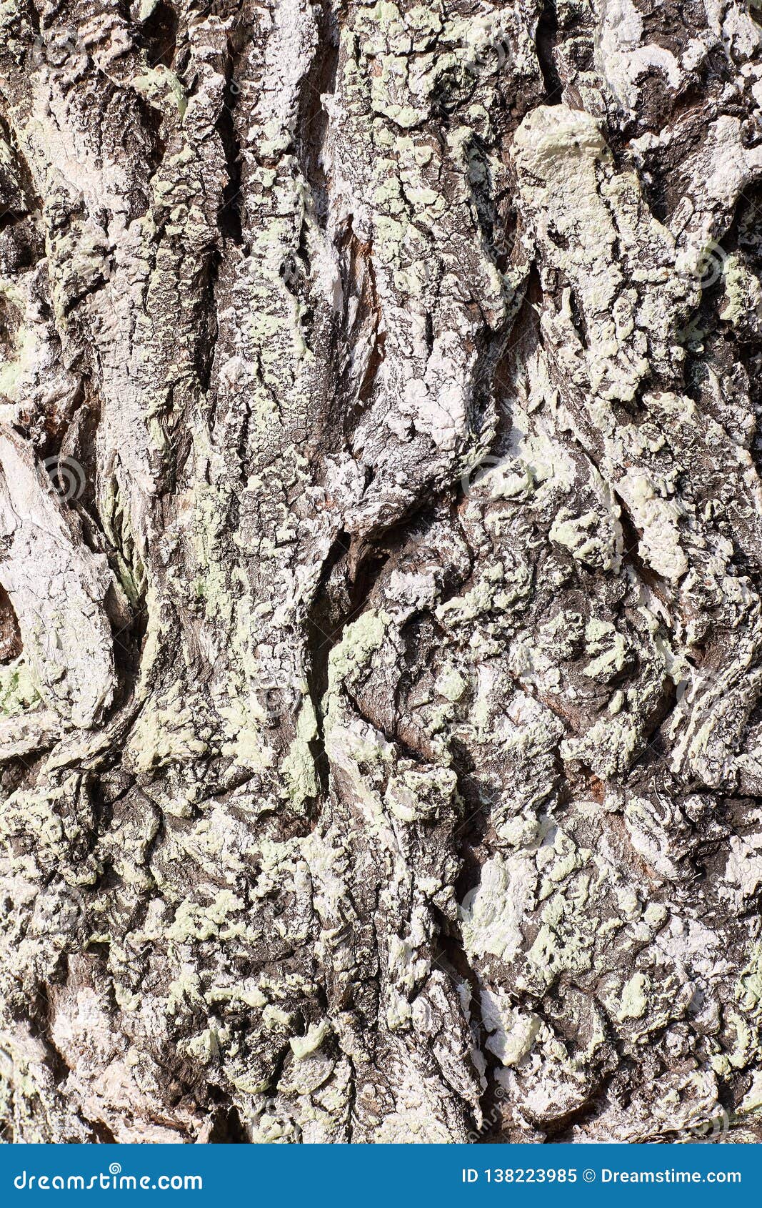 Tree bark texture close-up stock image. Image of rustic - 138223985