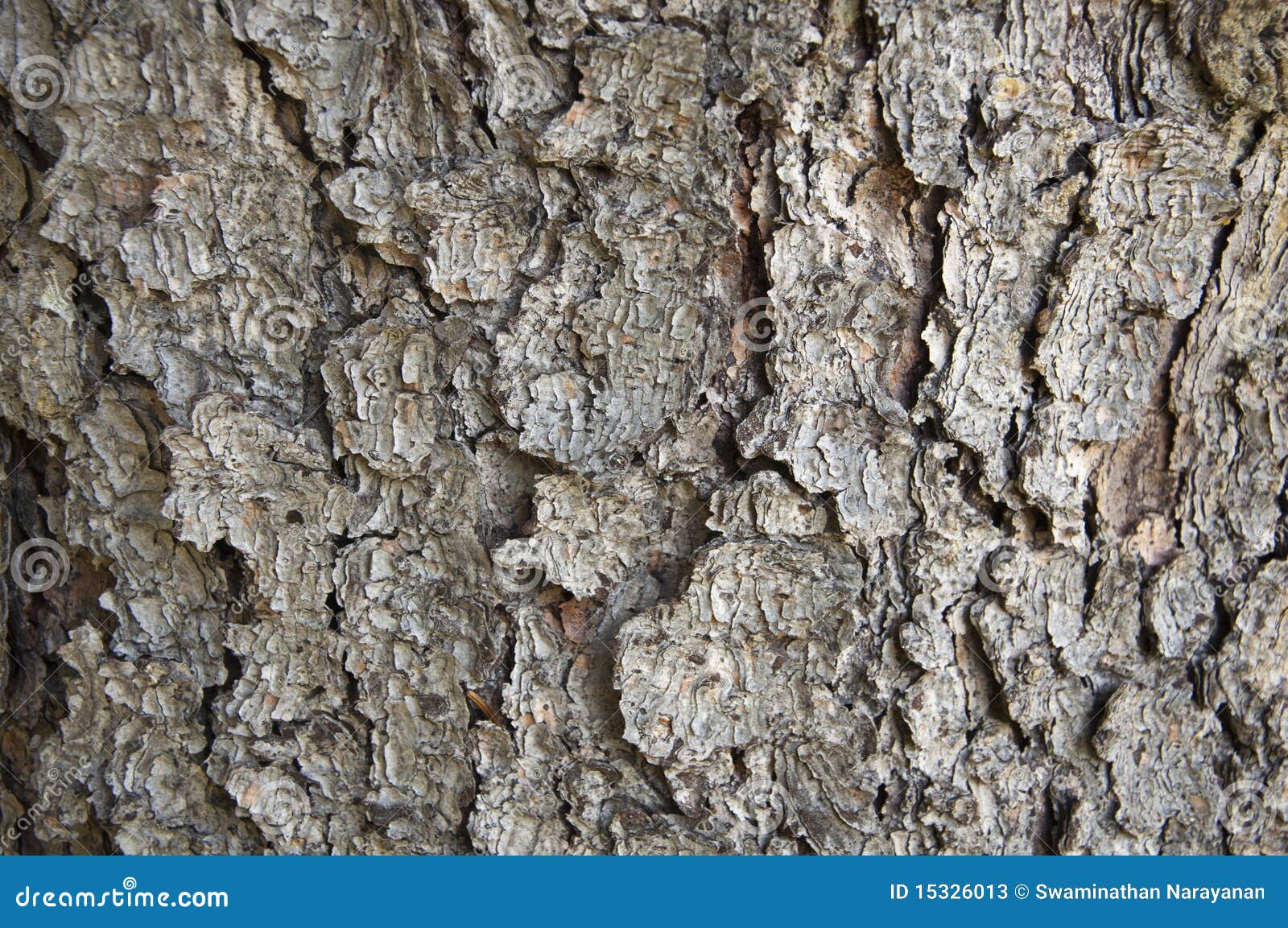 Tree bark texture stock image. Image of brown, bark, dark - 15326013