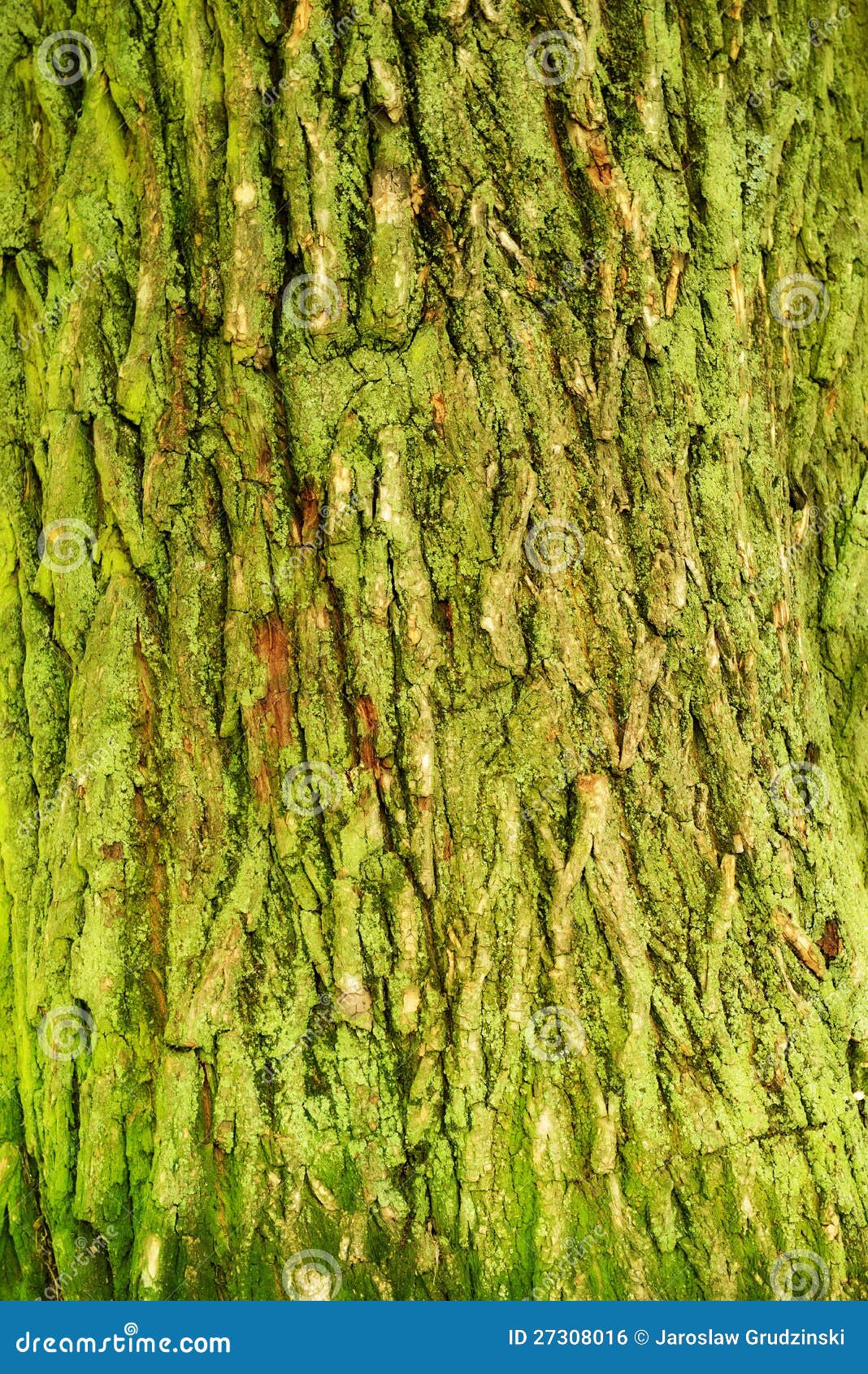Tree bark texture stock photo. Image of grunge, natural - 27308016
