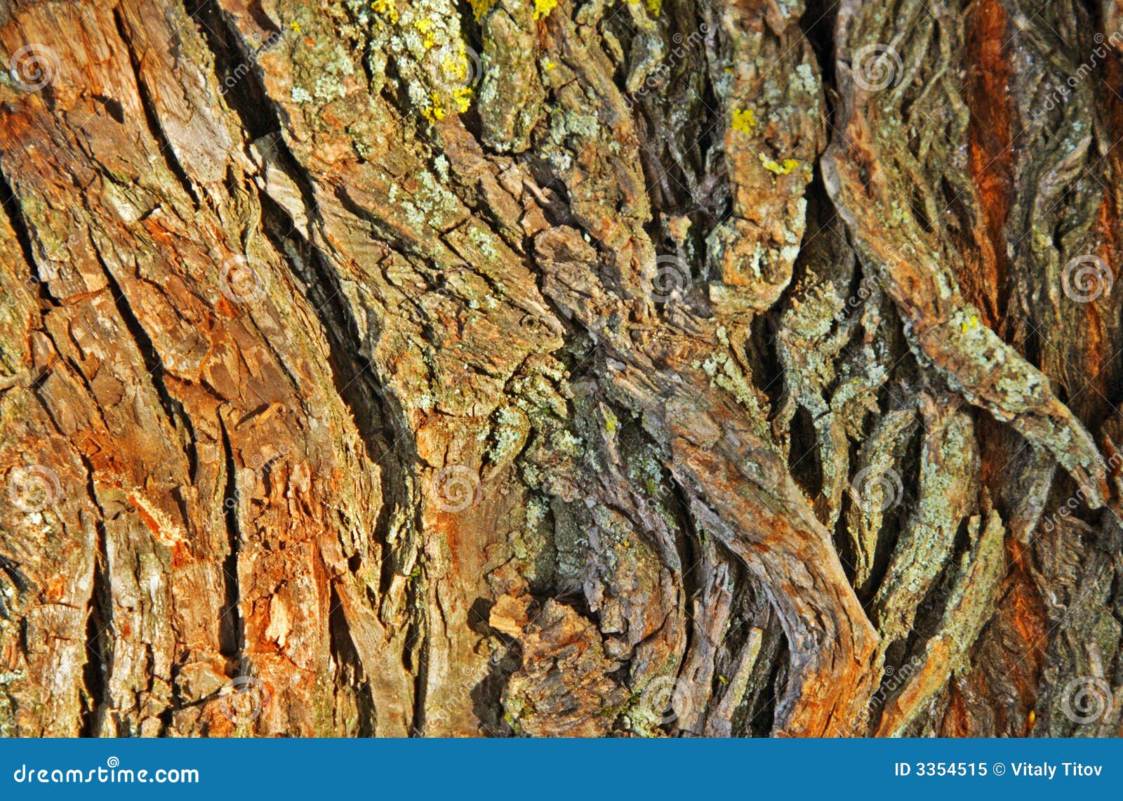 570 Multi Colored Tree Bark Stock Photos - Free & Royalty-Free Stock ...