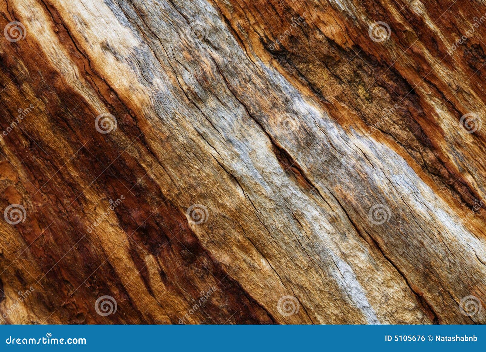 Beech Tree Bark Texture Clipart
