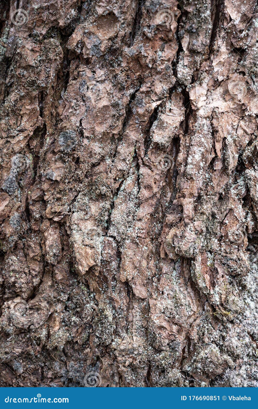 Tree Bark Texture Background Stock Image - Image of tree, environment ...