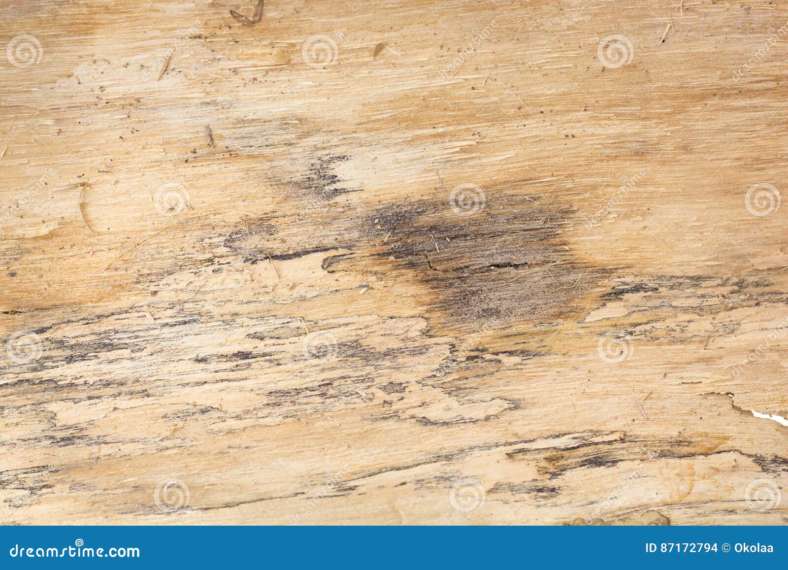 Tree Bark Texture/background. Stock Photo - Image of element, timber ...