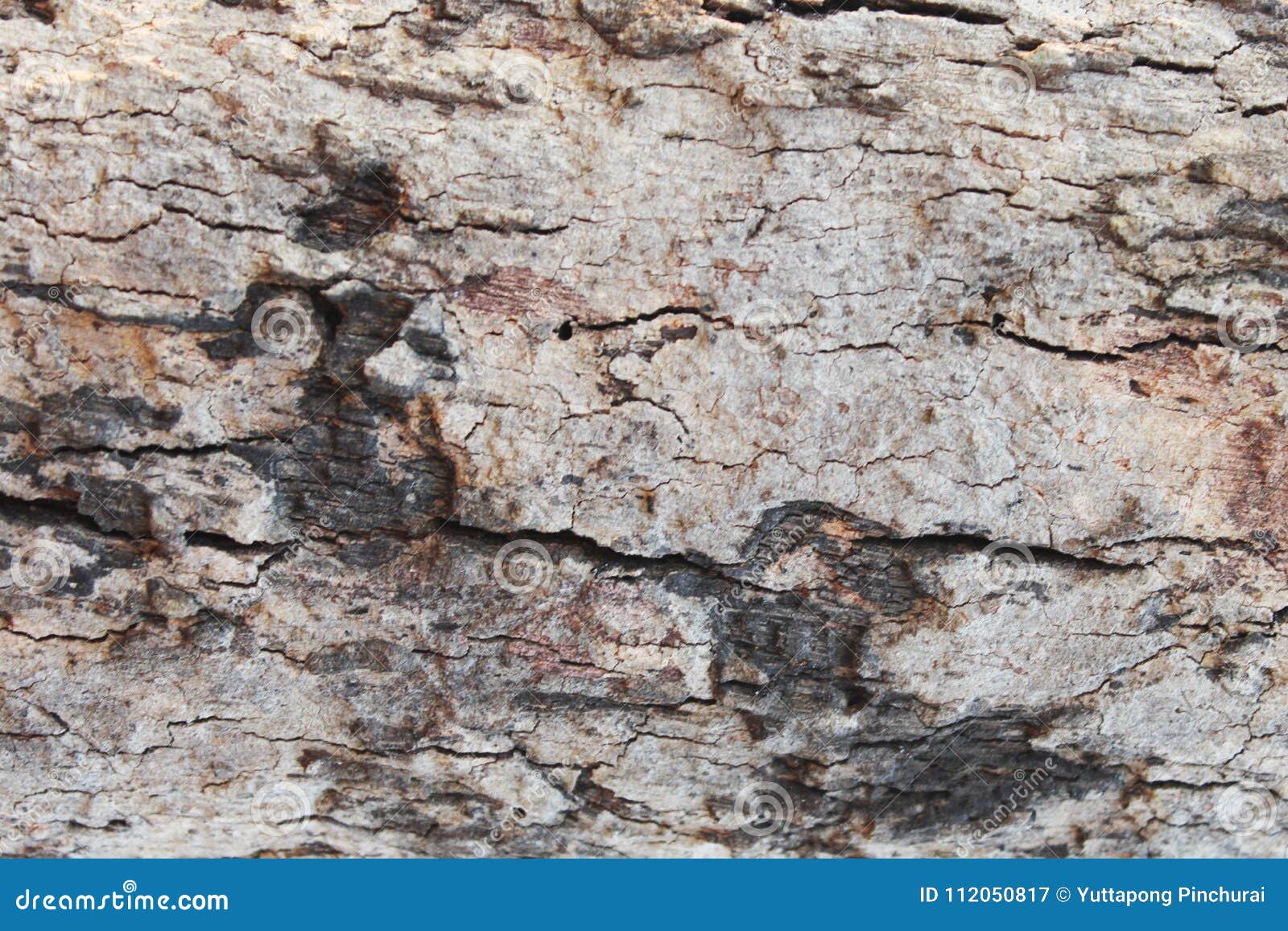 Tree Bark Texture Background. Black Stock Image - Image of design ...