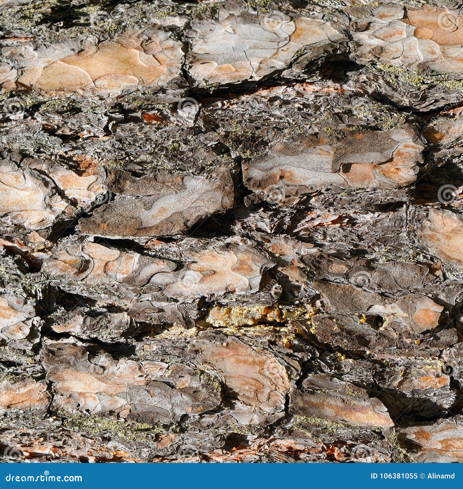 Tree Bark Texture Background. Flat Lay, Top View Stock Image - Image of ...