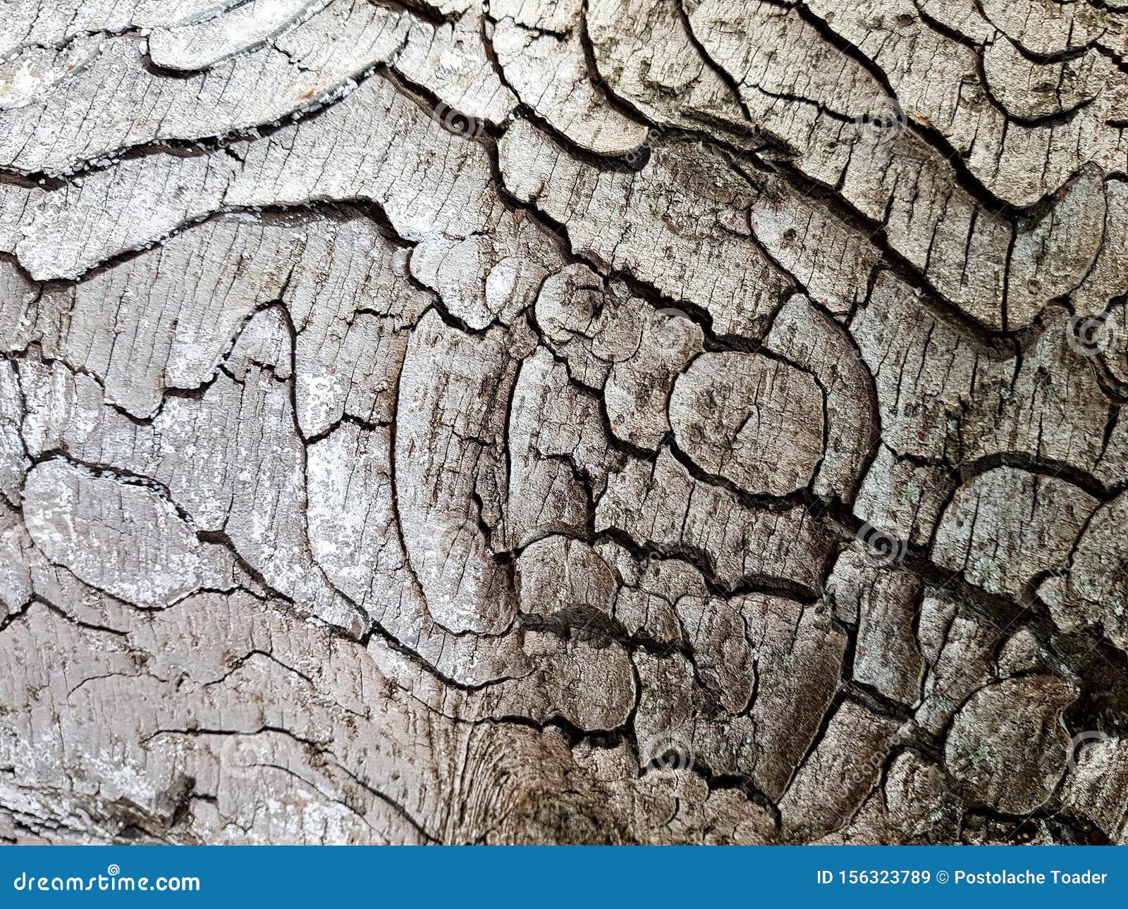 Tree Bark Texture Background. Texture - a Bark of an Old Oak Stock ...