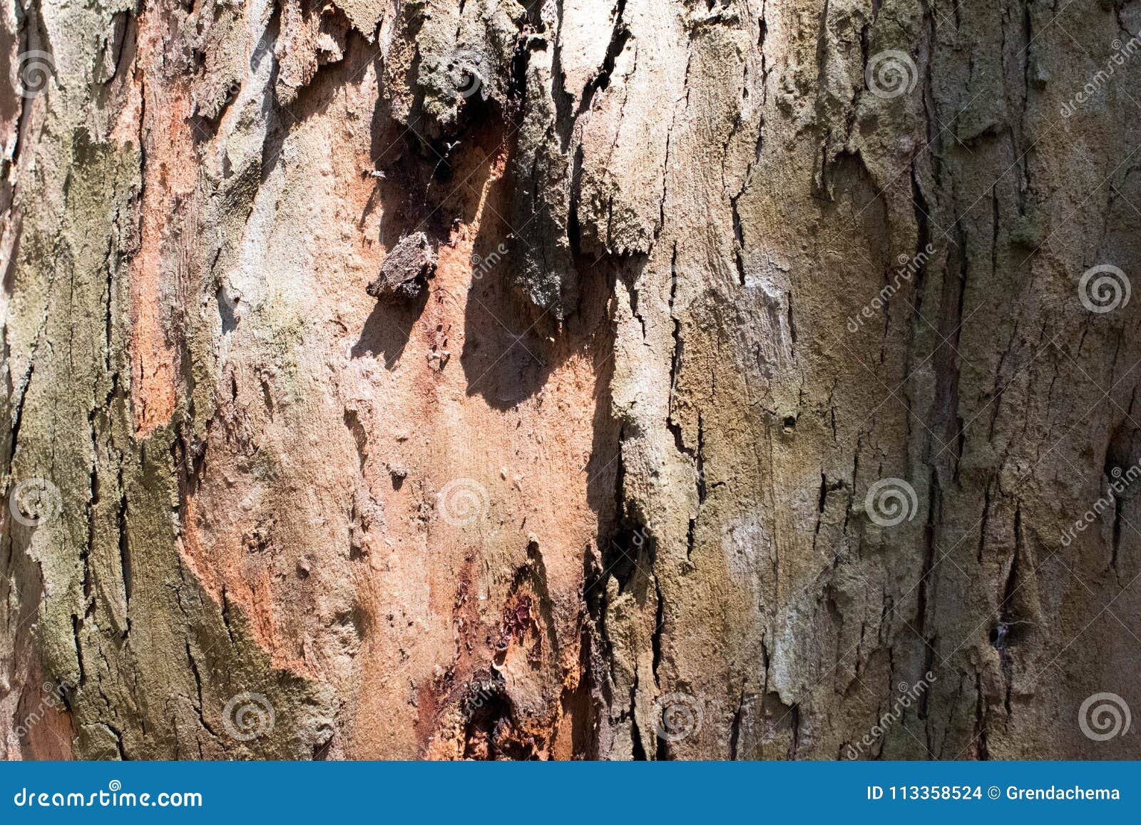 Tree Bark Texture Background Stock Photo - Image of larch, trees: 113358524