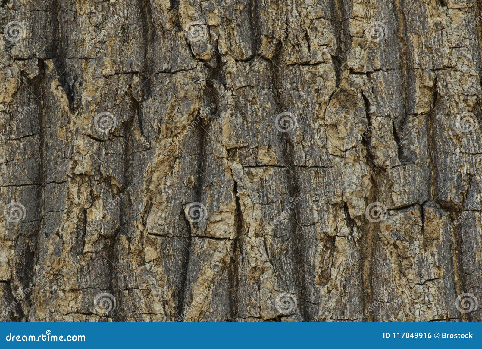 Tree Bark Texture Background Stock Photo - Image of wallpaper, surface ...