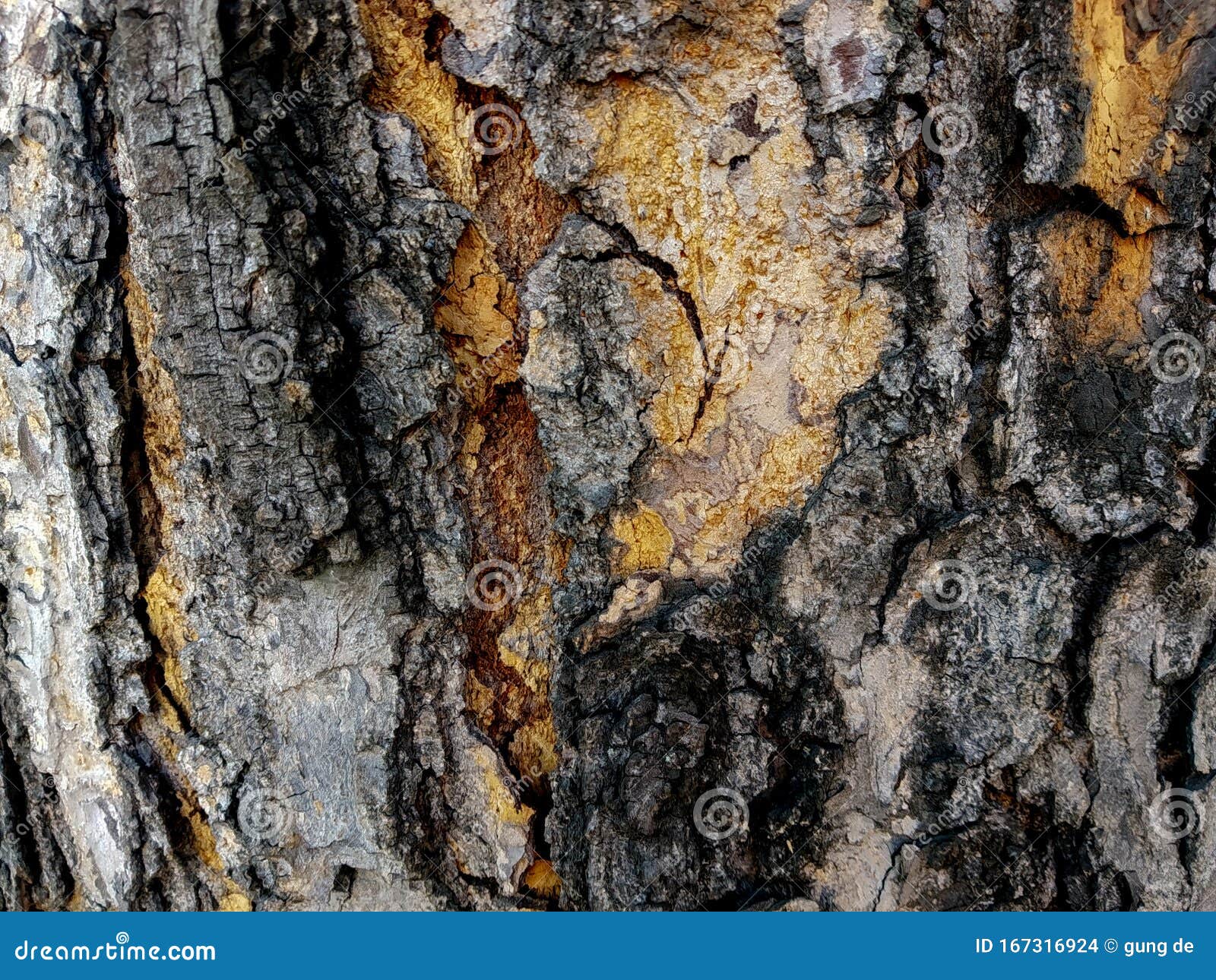 Tree Bark Texture Background. for Wallpaper Stock Photo - Image of asia ...