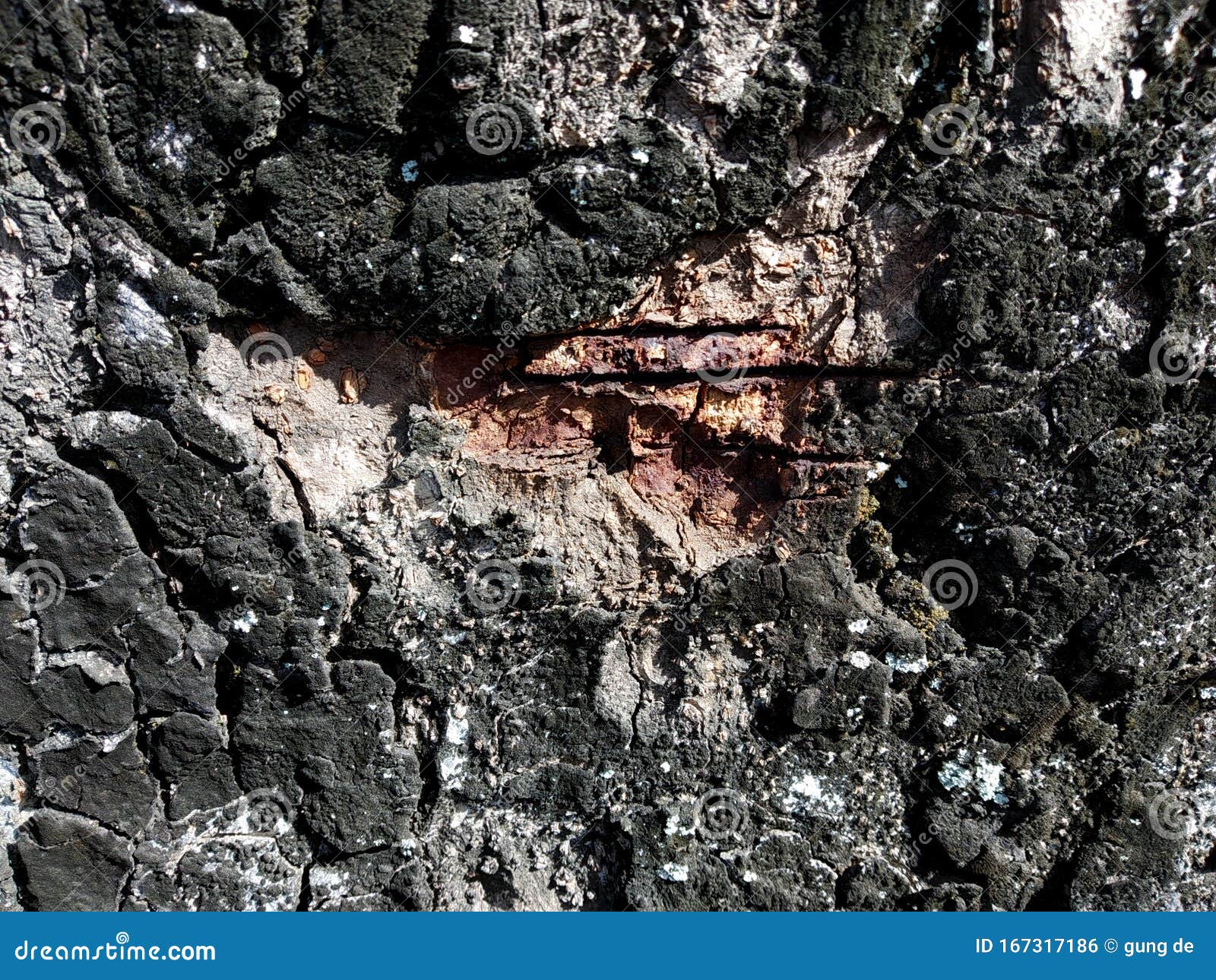 Tree Bark Texture Background. for Wallpaper Stock Photo - Image of ...