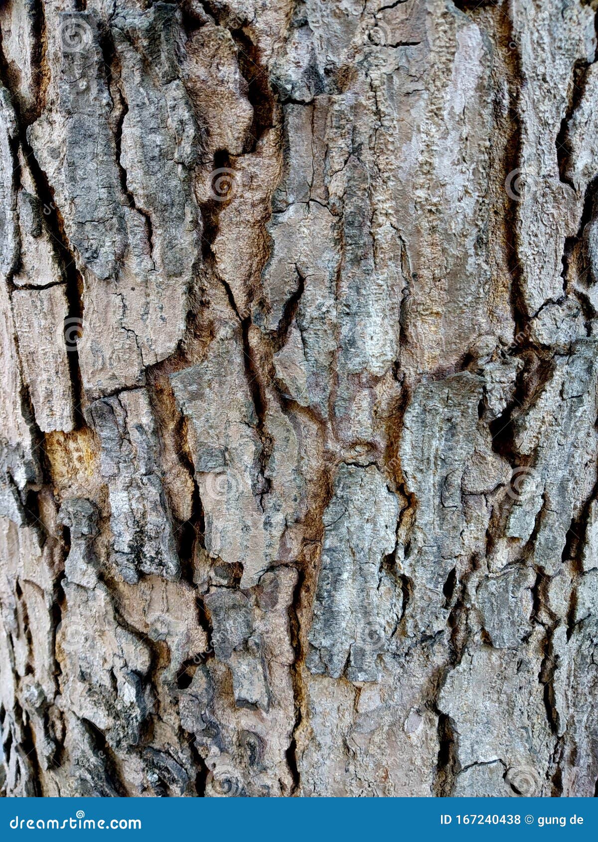 Tree Bark Texture Background. for Wallpaper Stock Photo - Image of ...