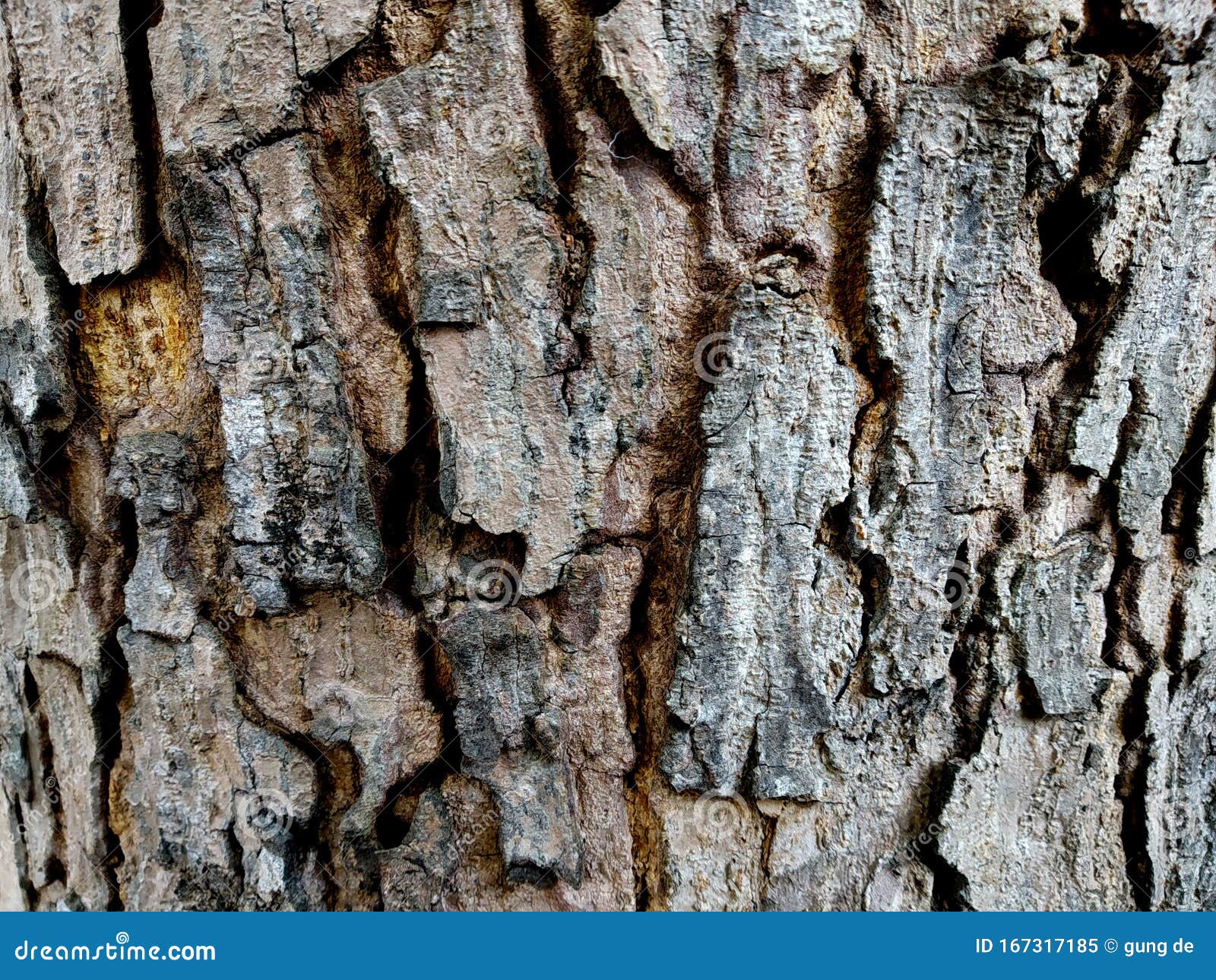 Tree Bark Texture Background. for Wallpaper Stock Image - Image of ...