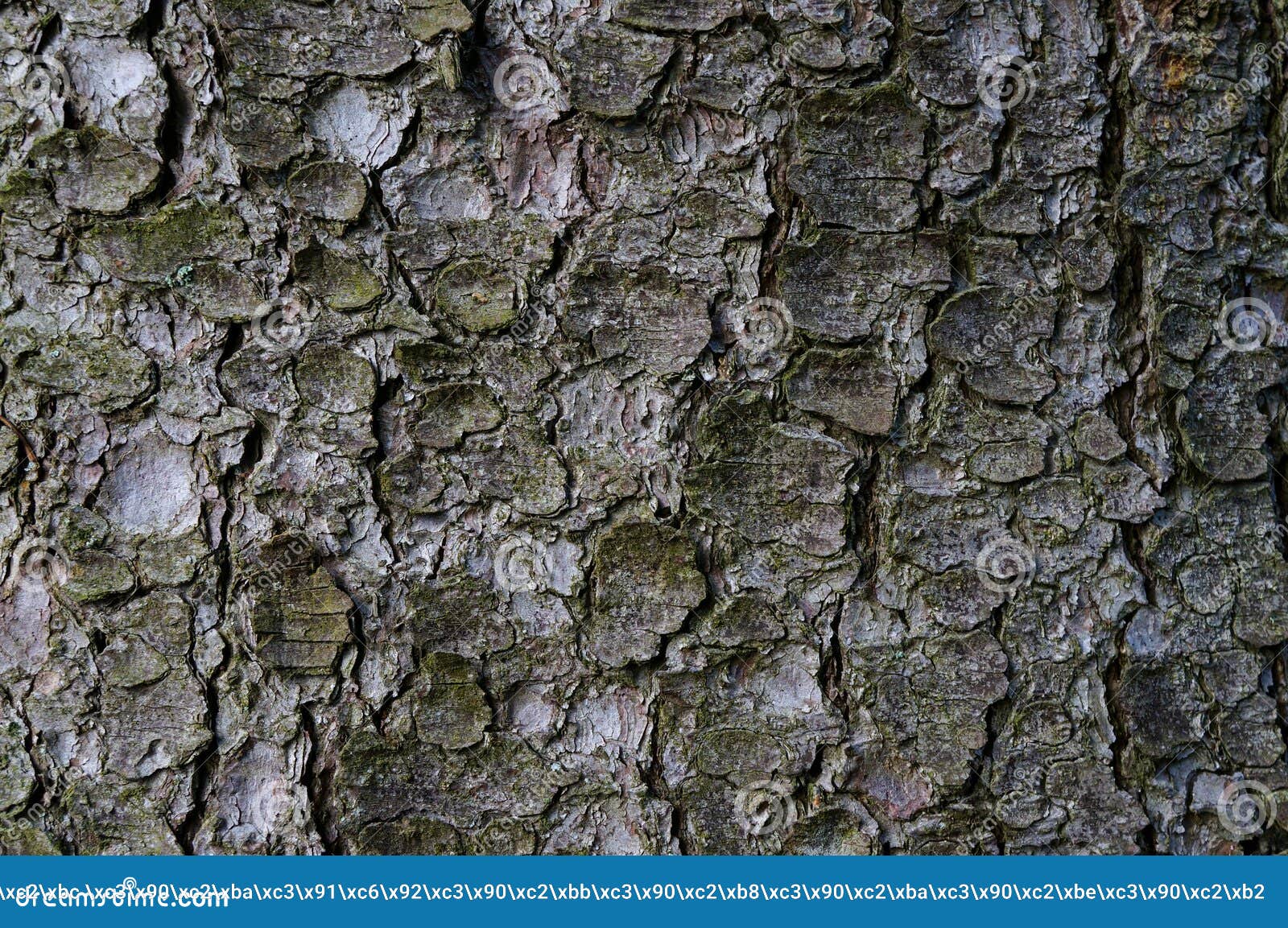 Tree bark texture stock image. Image of close, abstract - 179762851