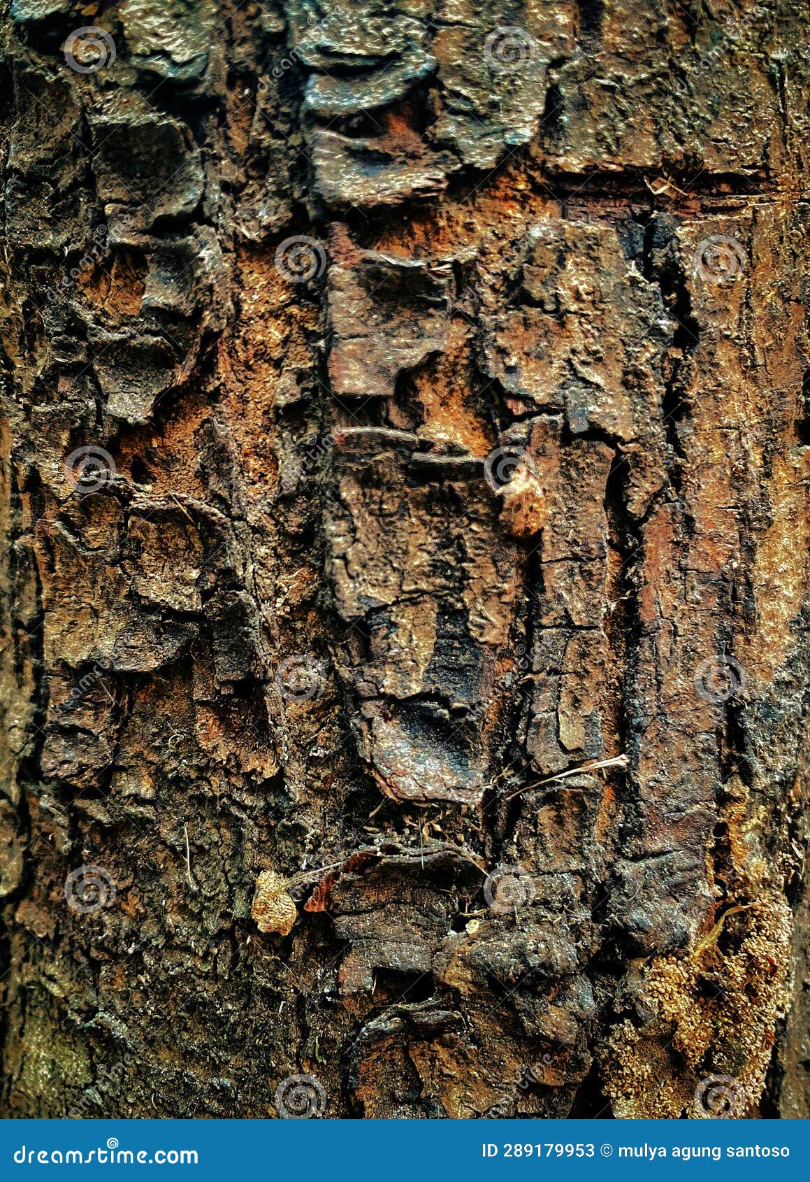 Tree bark texture stock image. Image of tree, texture - 289179953