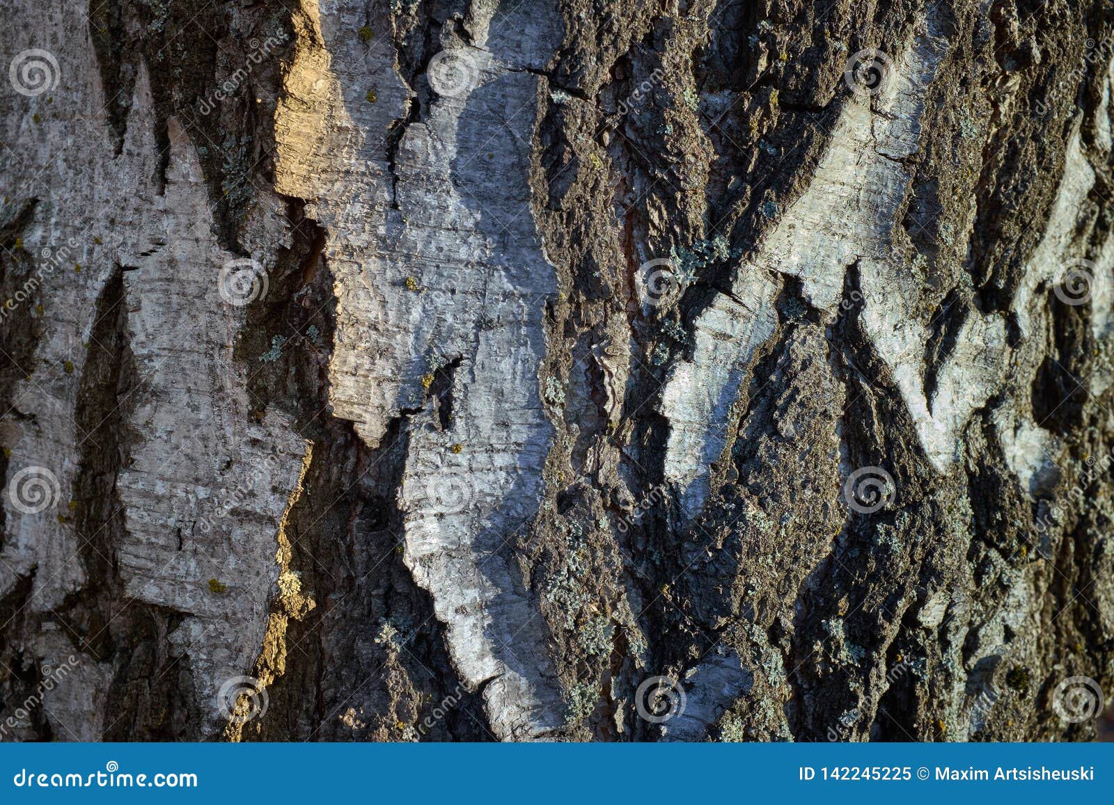 White Tree Bark Texture on a Birch Tree Stock Image - Image of bark ...