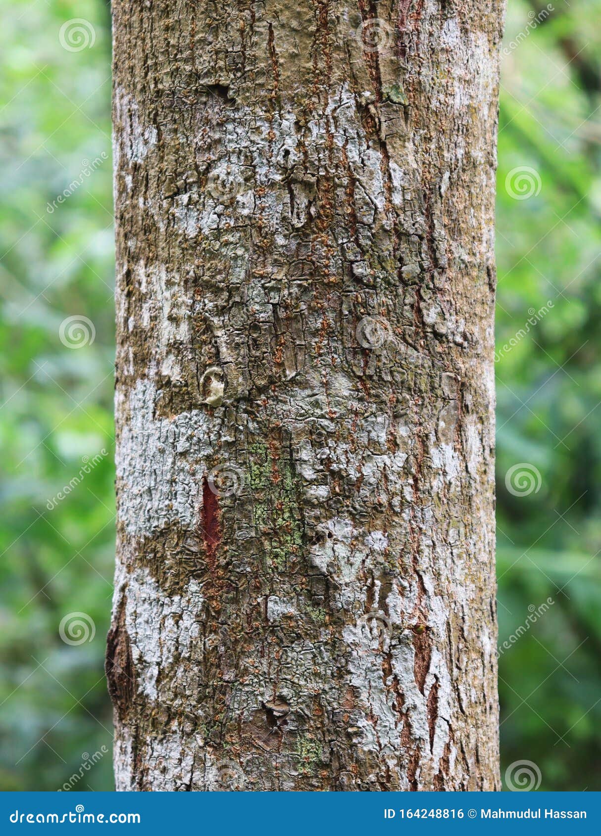 Tree Bark Texture. the Body of the Tree Stock Photo - Image of tree ...