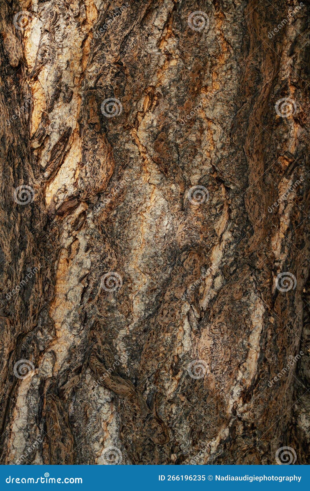 Tree bark texture stock image. Image of wallpaper, material - 266196235