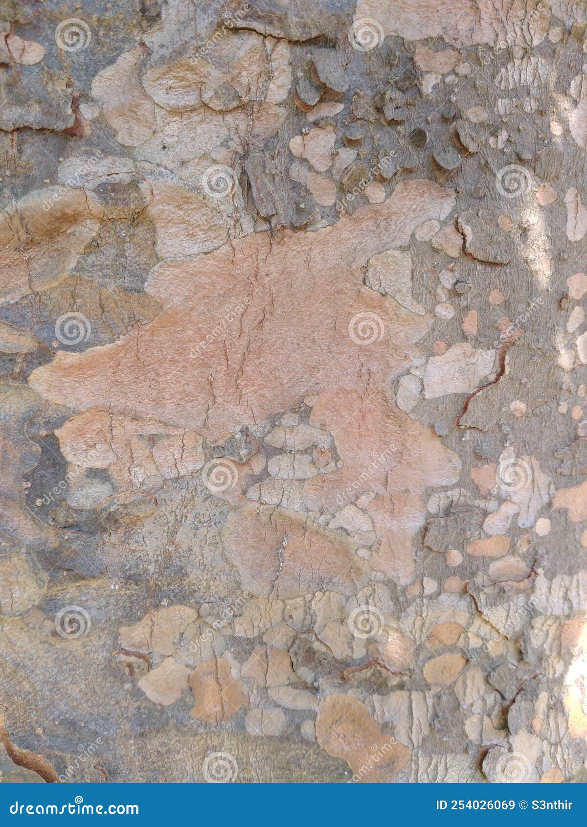 Very Nice Tree Bark Texture Can Use for Background Stock Image - Image ...