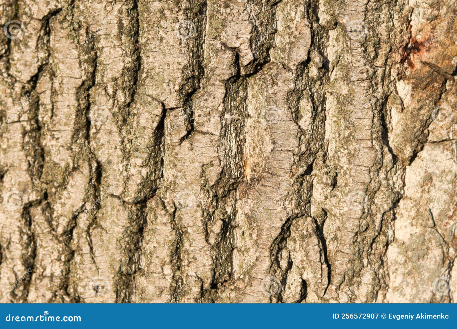Tree bark texture close up stock image. Image of forest - 256572907