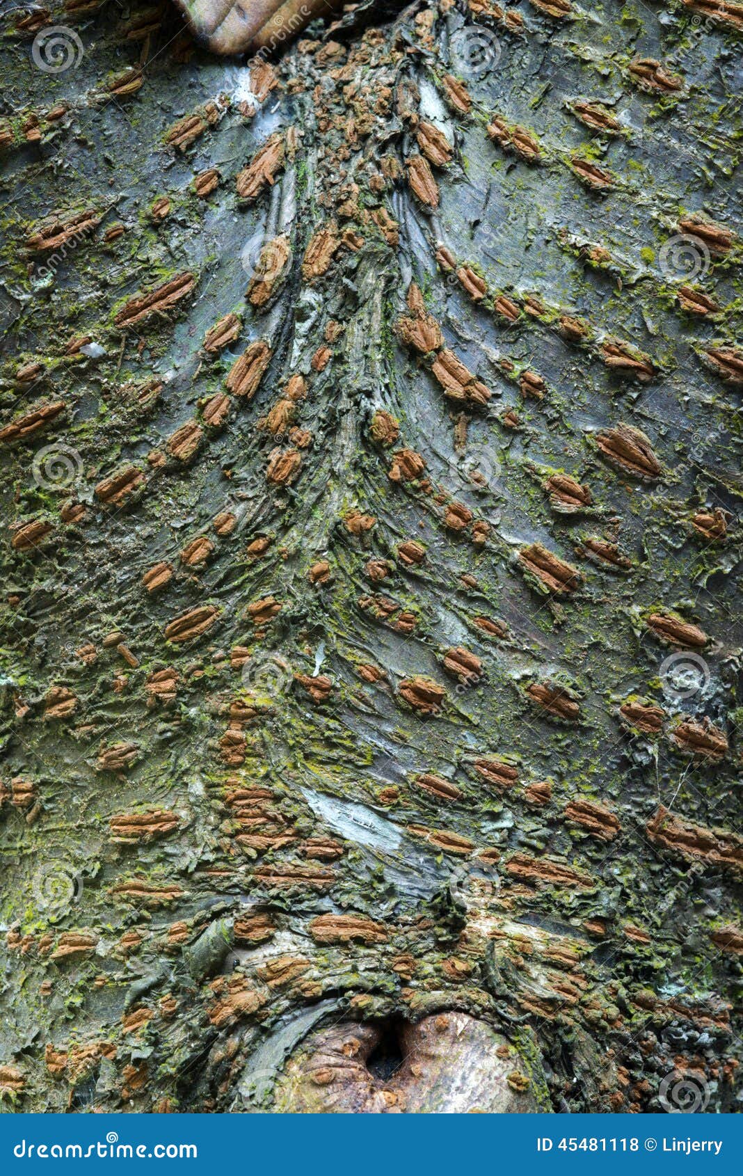 Tree bark texture stock photo. Image of protection, natural - 45481118