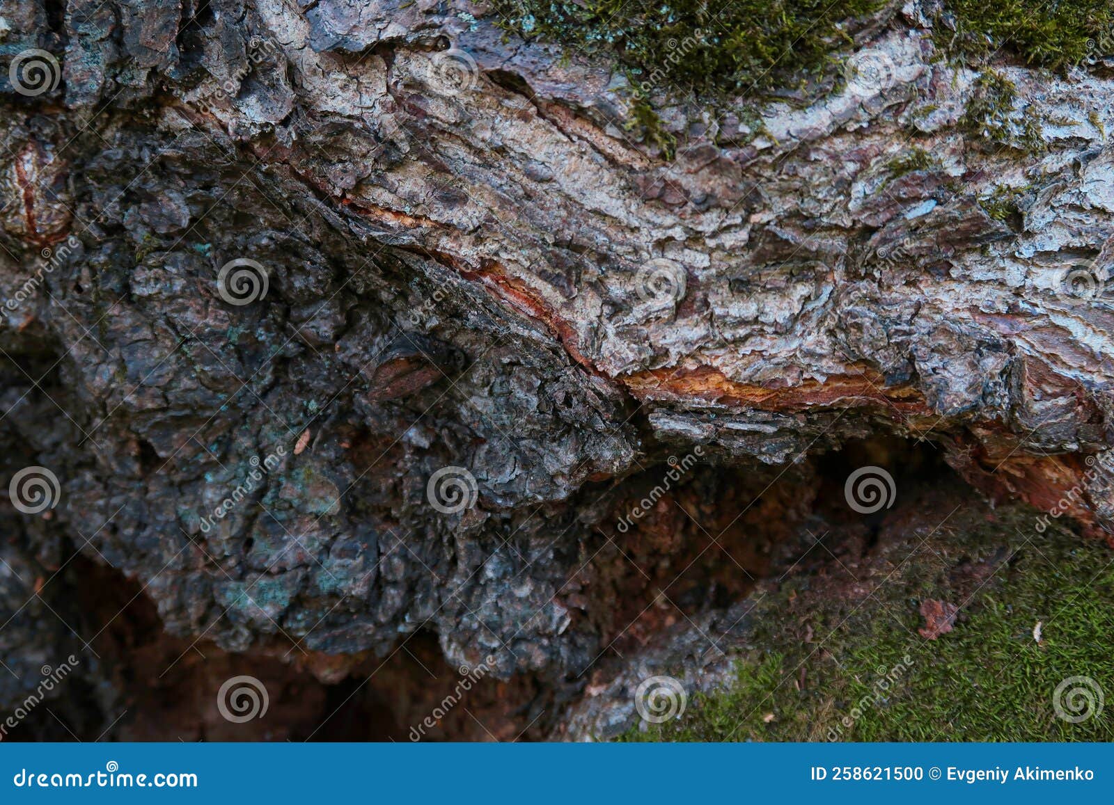 Tree bark texture close up editorial image. Image of plant - 258621500