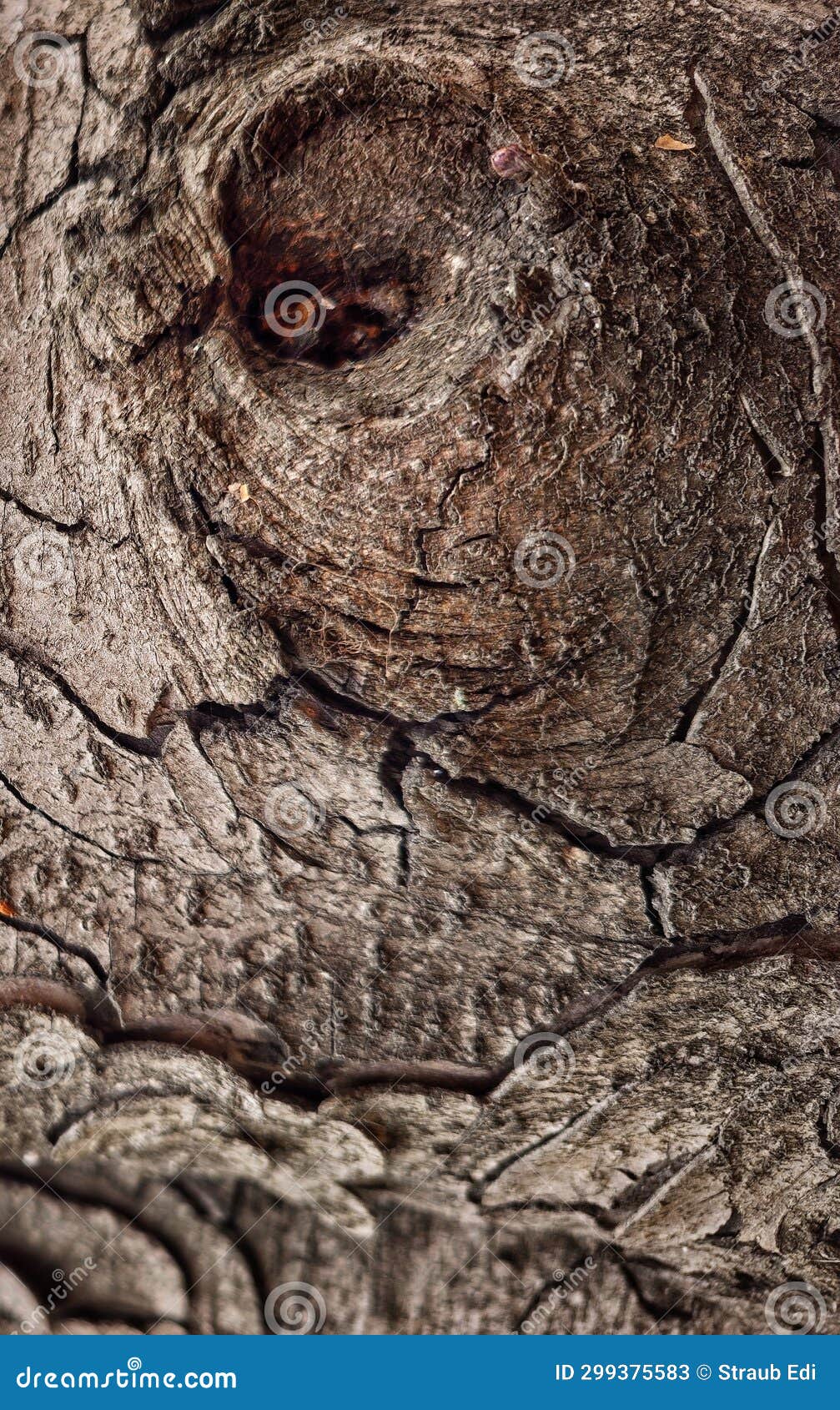 Tree Bark Texture Closeup of Different Shapes Stock Image - Image of ...