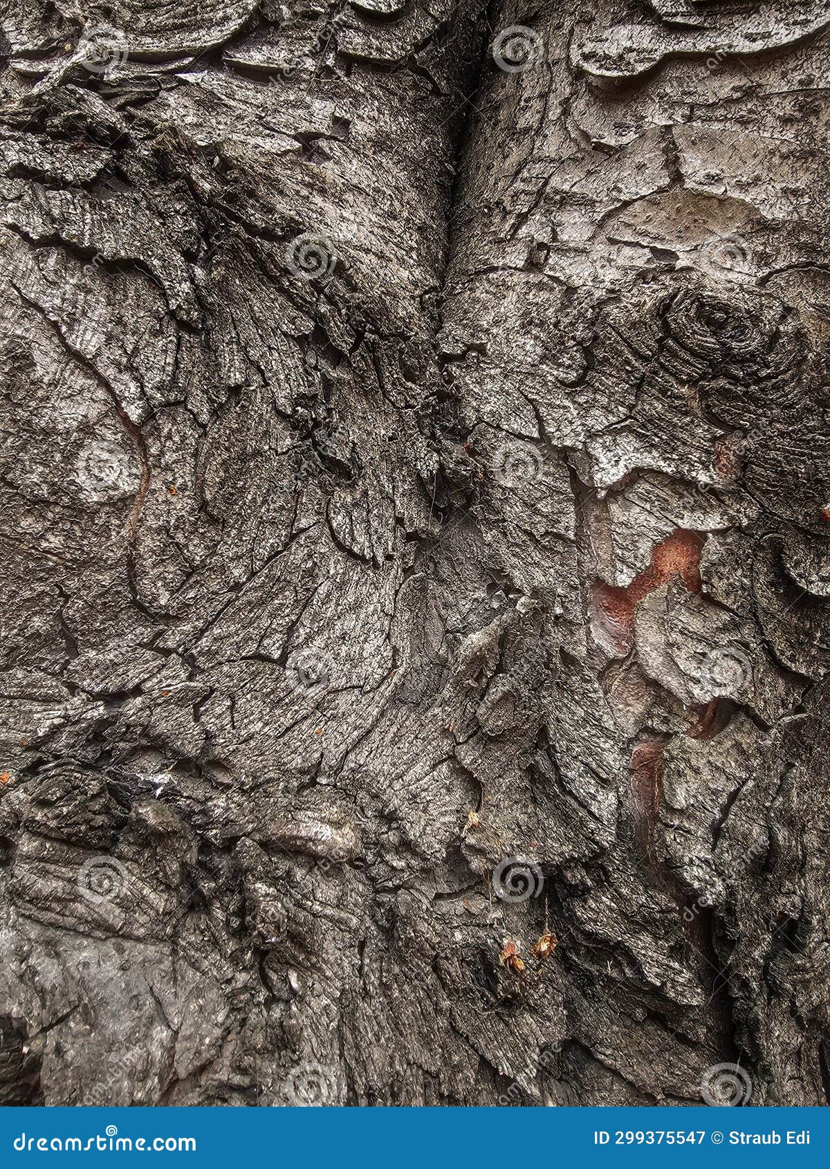 Tree Bark Texture Closeup of Different Shapes Stock Image - Image of ...