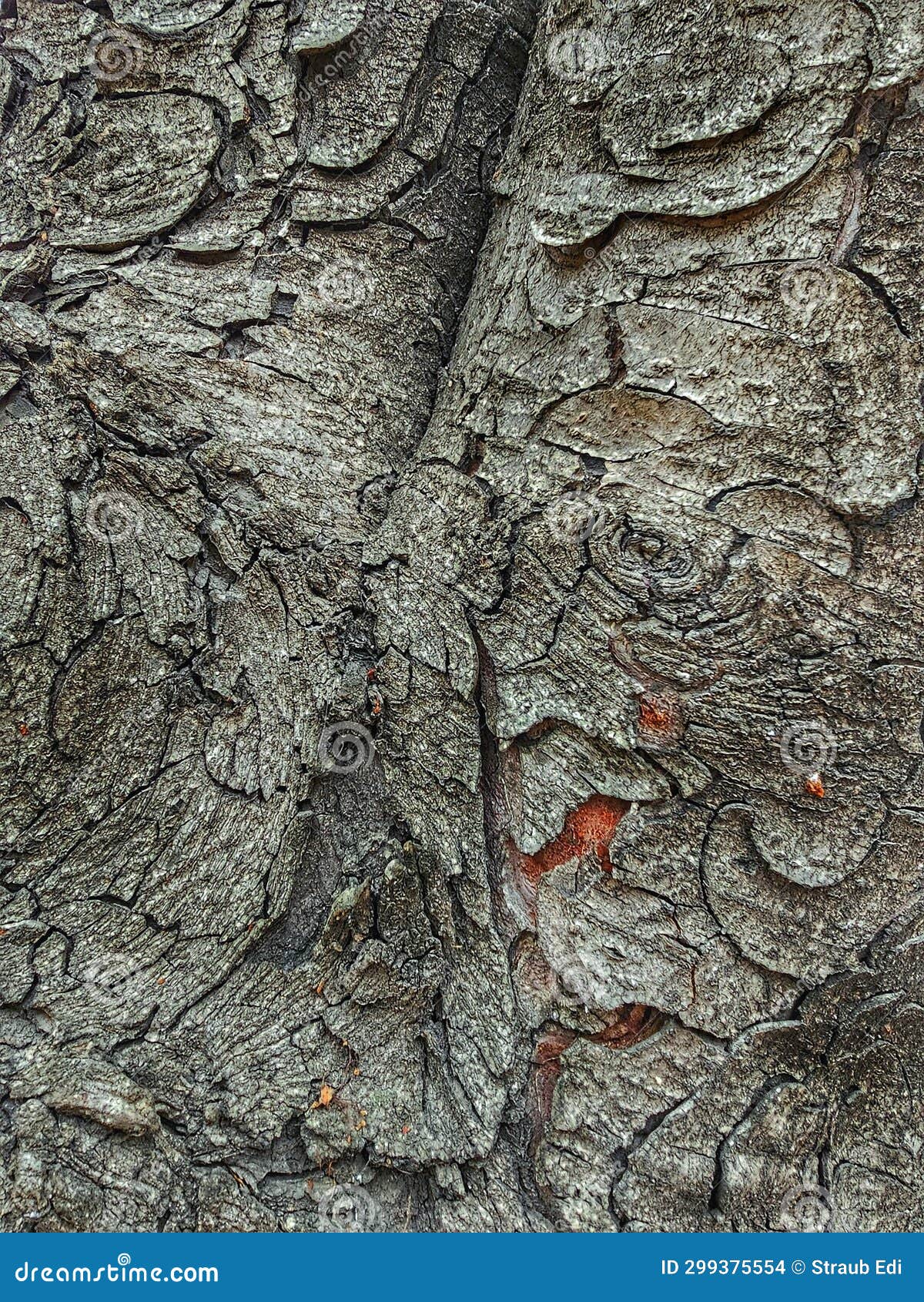Tree Bark Texture Closeup of Different Shapes Stock Photo - Image of ...