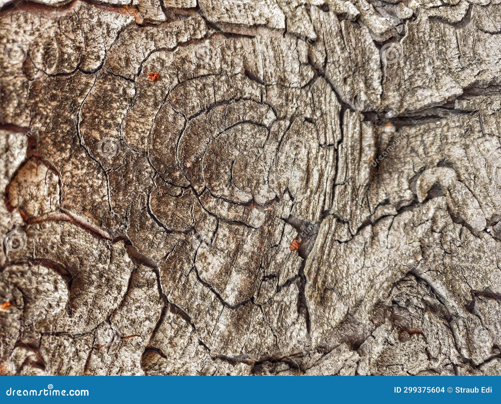 Tree Bark Texture Closeup of Different Shapes Stock Photo - Image of ...