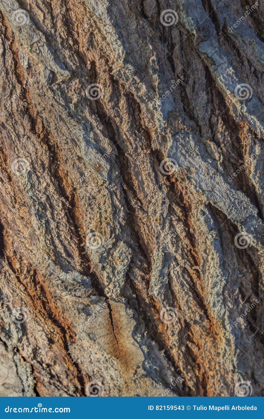 Tree bark texture. Cork. stock image. Image of abstract - 82159543