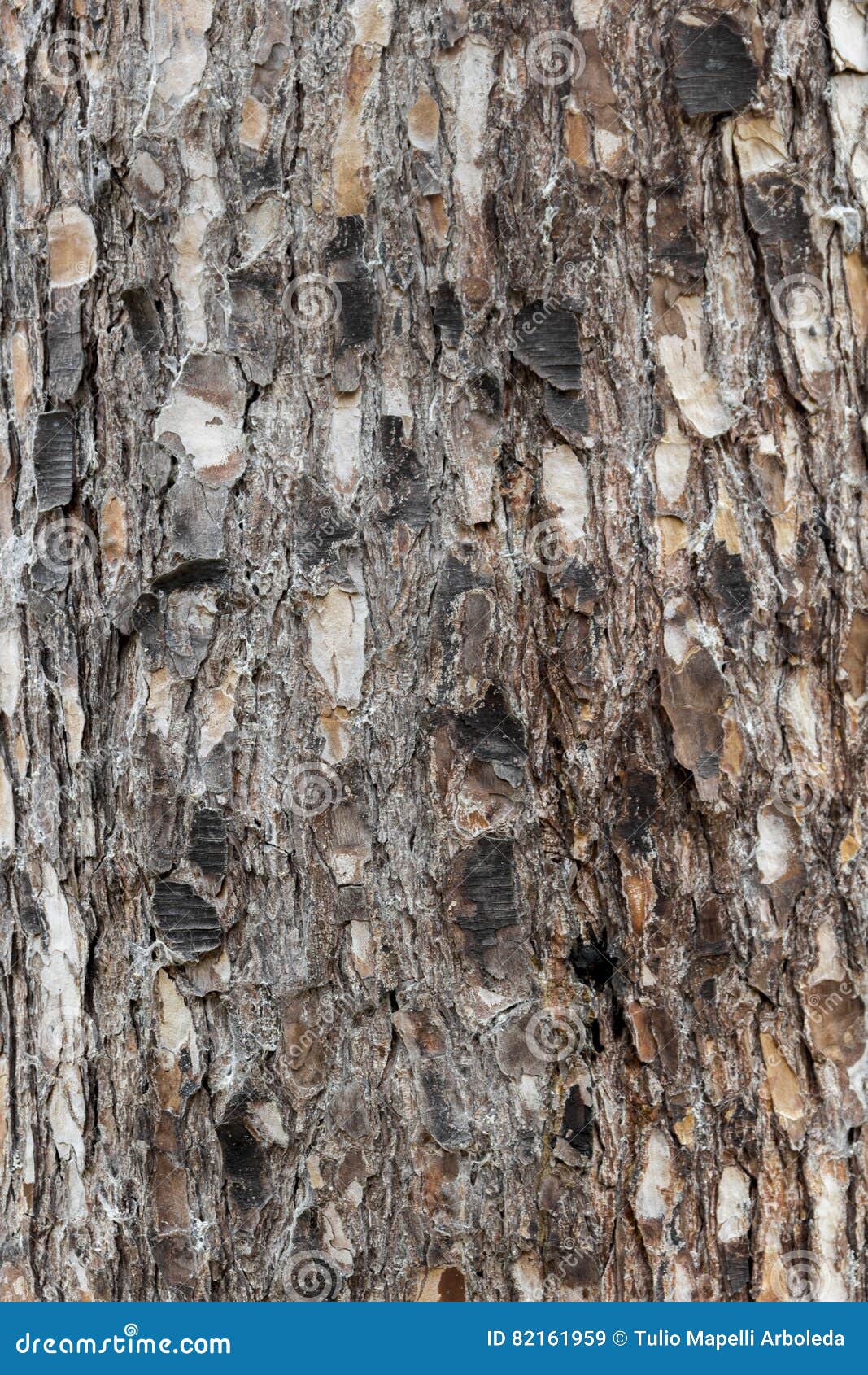 Tree bark texture. Cork. stock image. Image of textures - 82161959