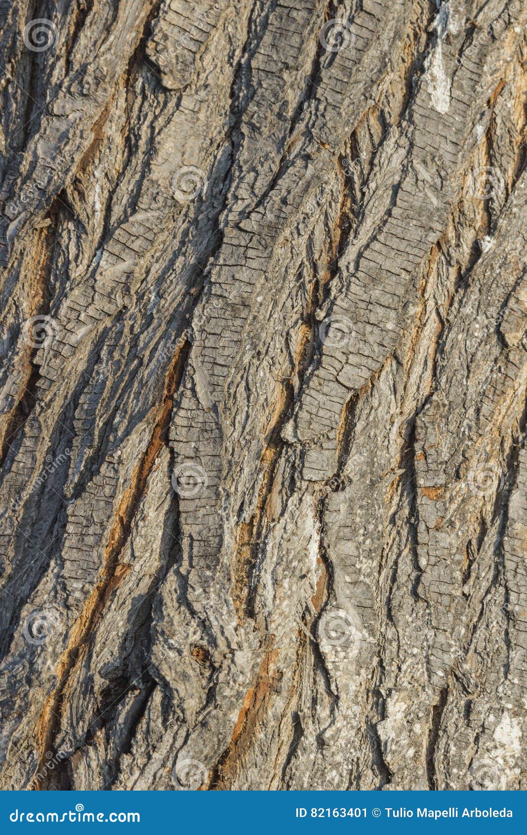 Tree bark texture. Cork. stock image. Image of cork, colors - 82163401