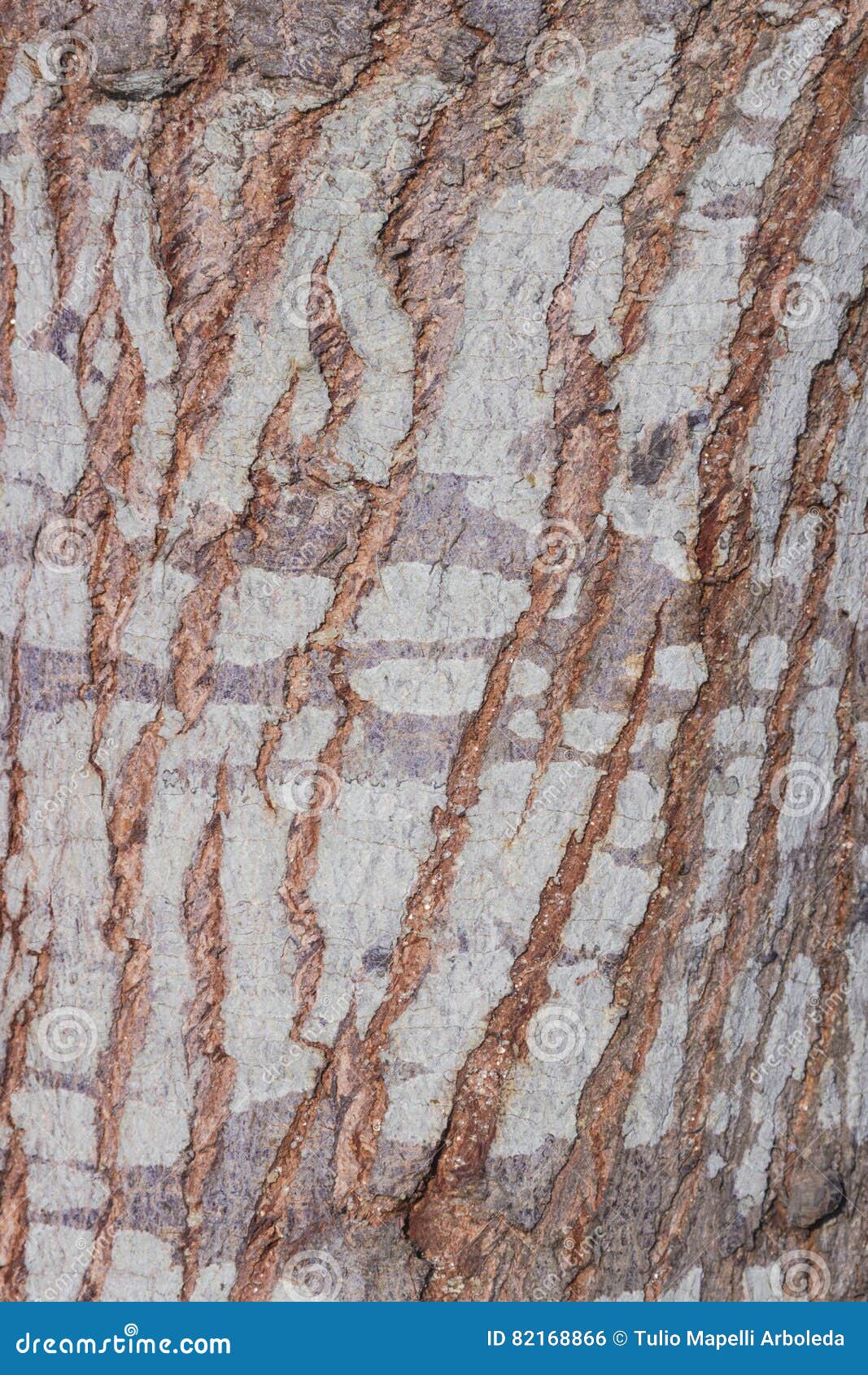 Tree bark texture. Cork. stock photo. Image of patterns - 82168866