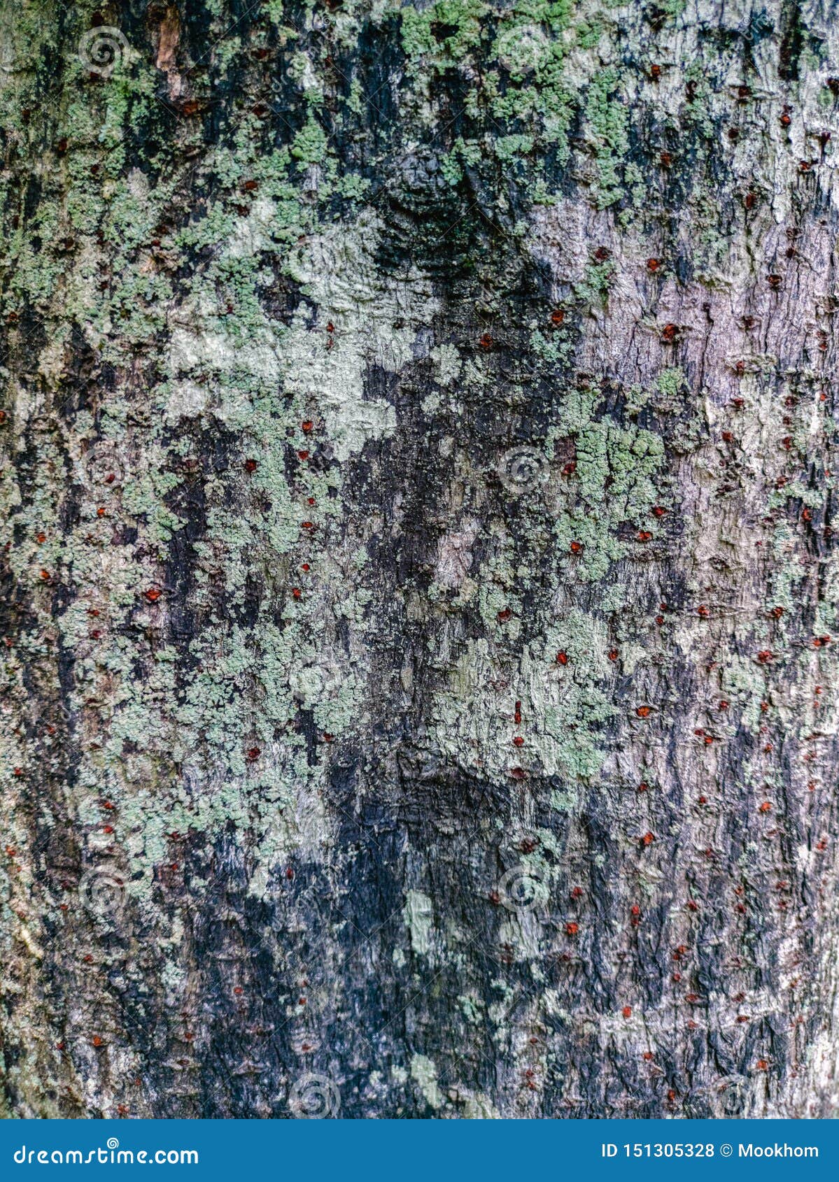 Tree Bark Texture Covered with Lichens Stock Photo - Image of pattern ... Tree Bark Texture Covered with Lichens Stock Photo - Image of pattern ...