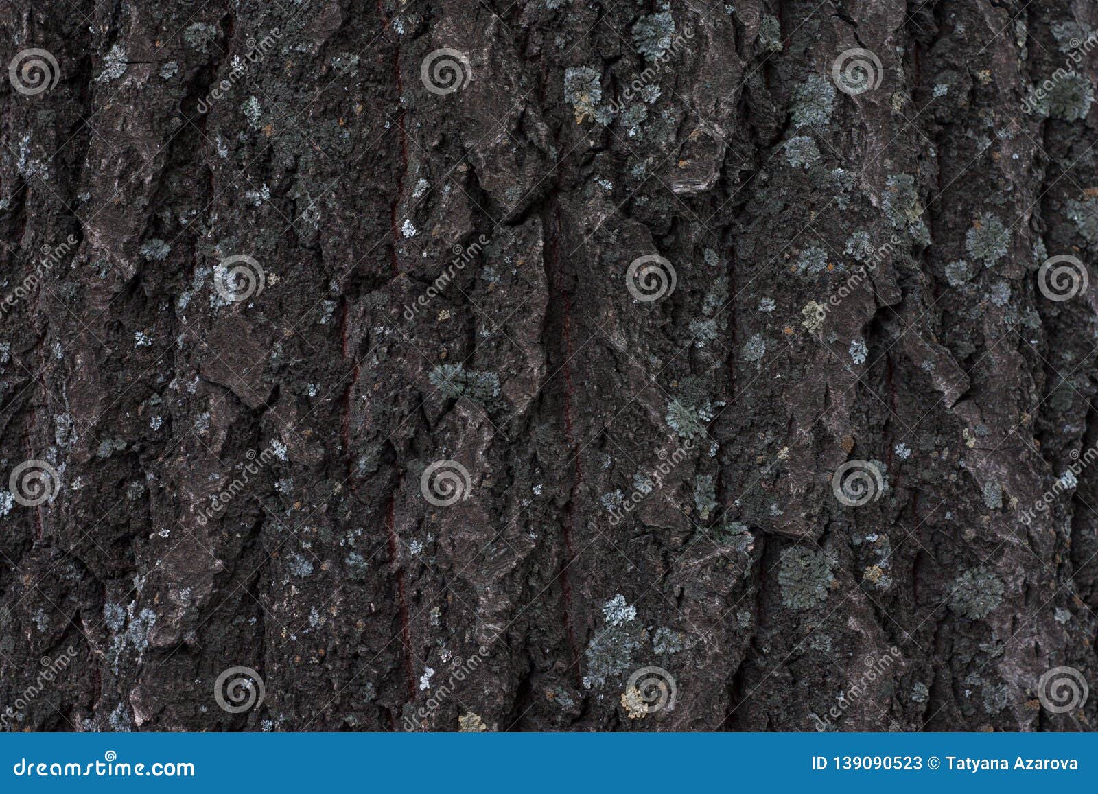 Tree Bark Texture. Dark Tree Bark with Moss, Texture. Wood Texture ...