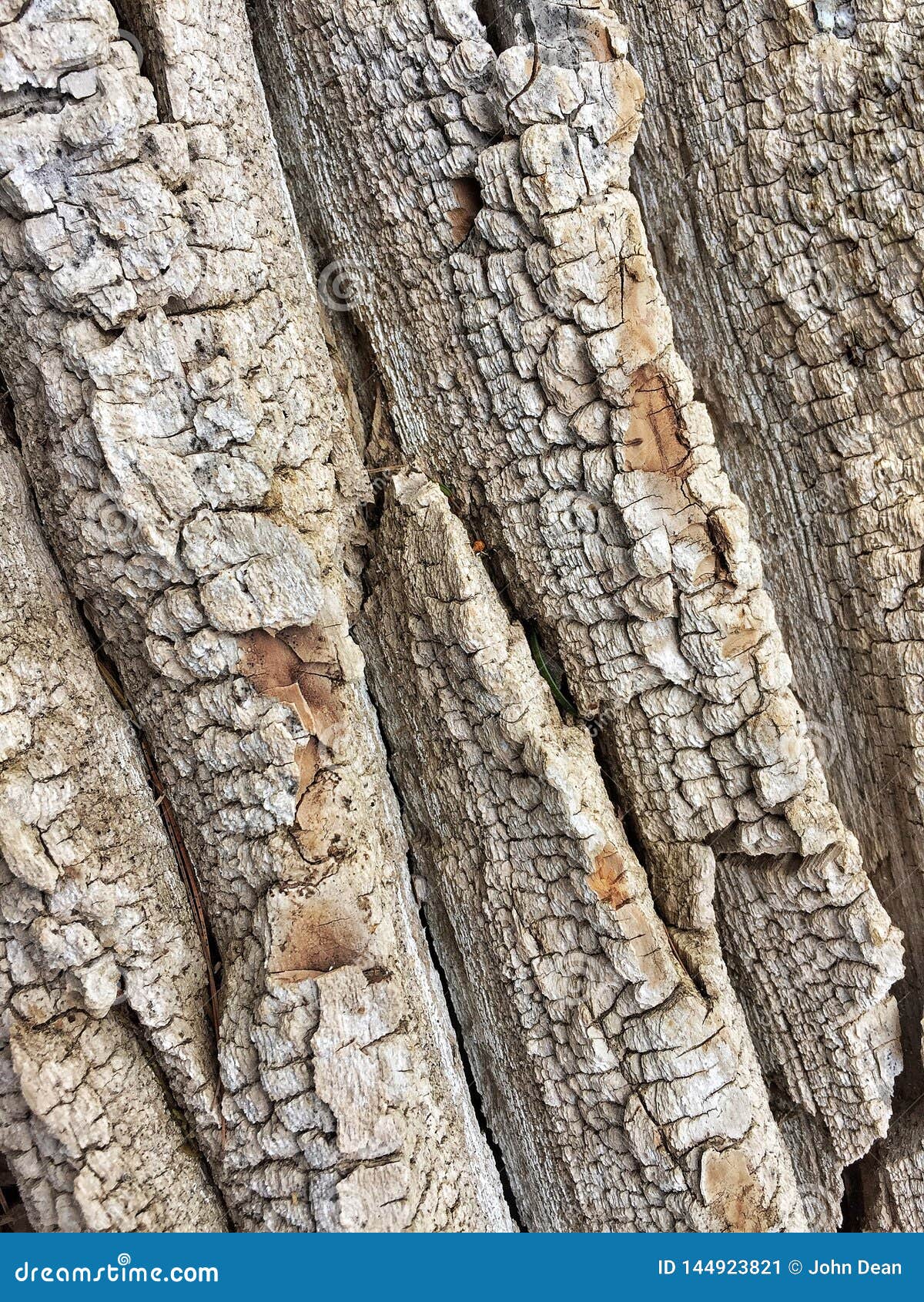 Tree bark texture stock image. Image of line, weathered - 144923821