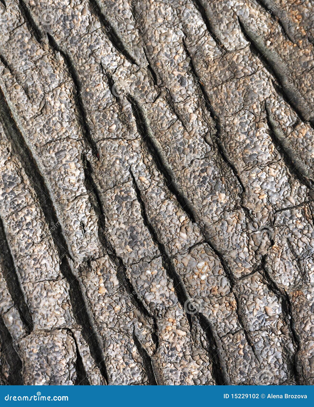 Tree bark texture - detail stock photo. Image of closeup - 15229102