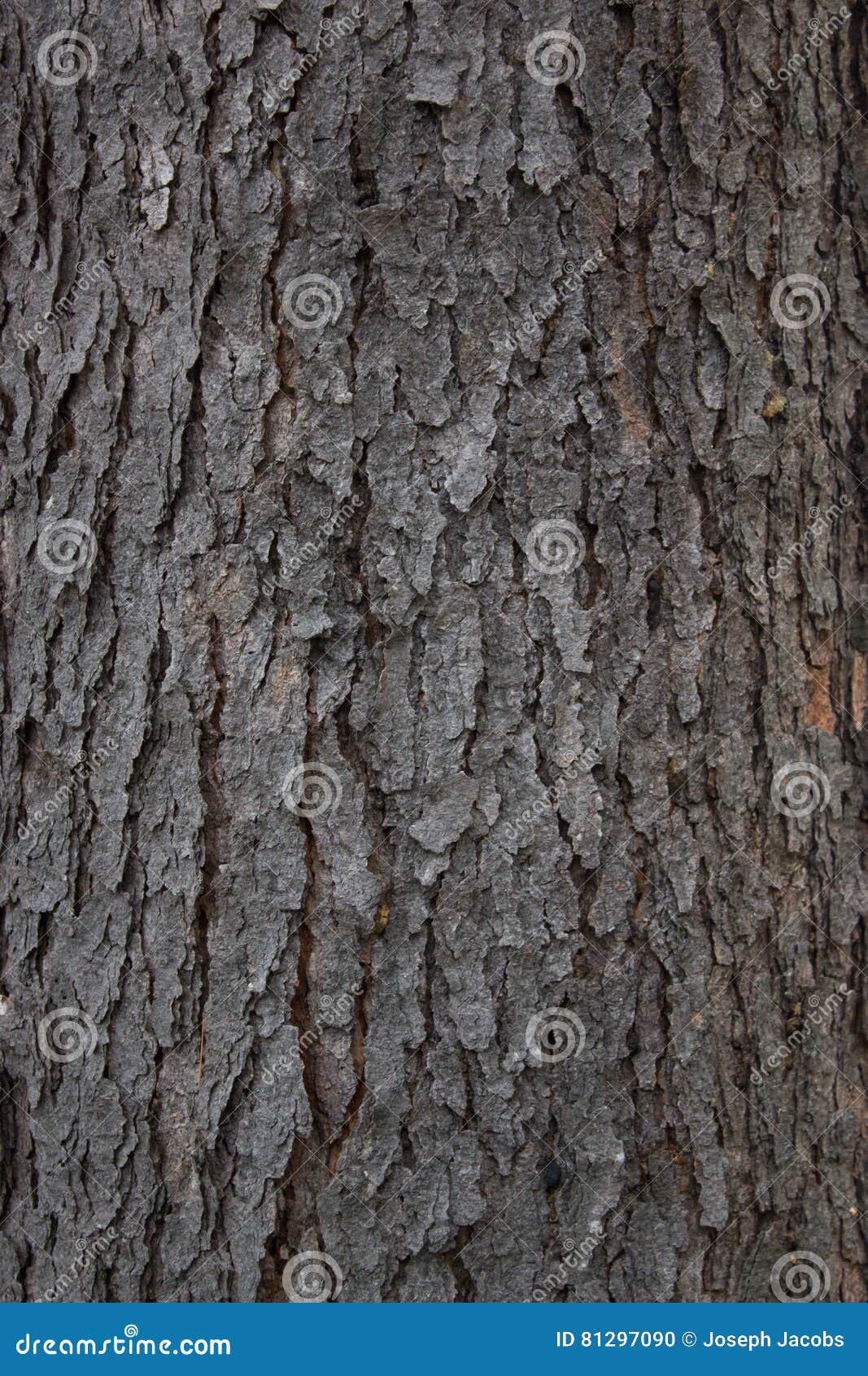 Tree Bark Texture stock photo. Image of woods, detail - 81297090
