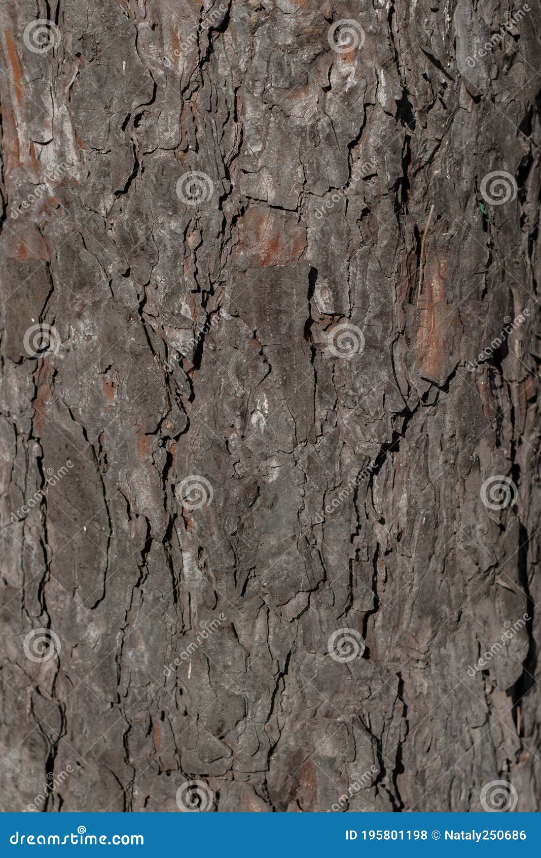 Tree Bark Texture with Detailed Wooden Pattern Macro Stock Photo ...