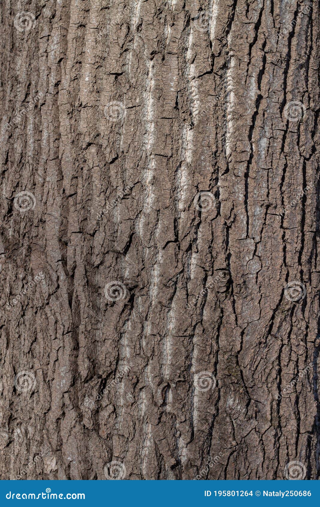 Tree Bark Texture with Detailed Wooden Pattern and White Vertical ...
