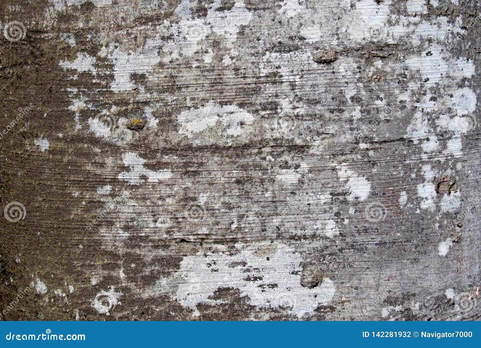 Tree Bark Texture of Fagus Sylvatica or European Beech Stock Photo ...
