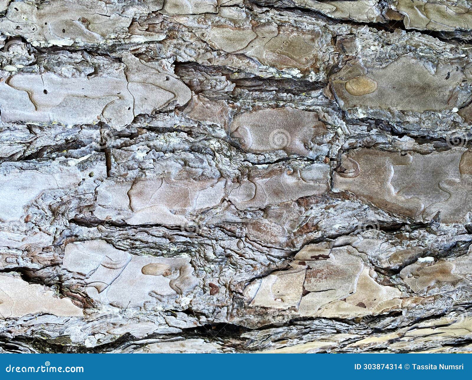 Tree Bark Texture Focus on the Middle Point of the Image Stock Photo ...