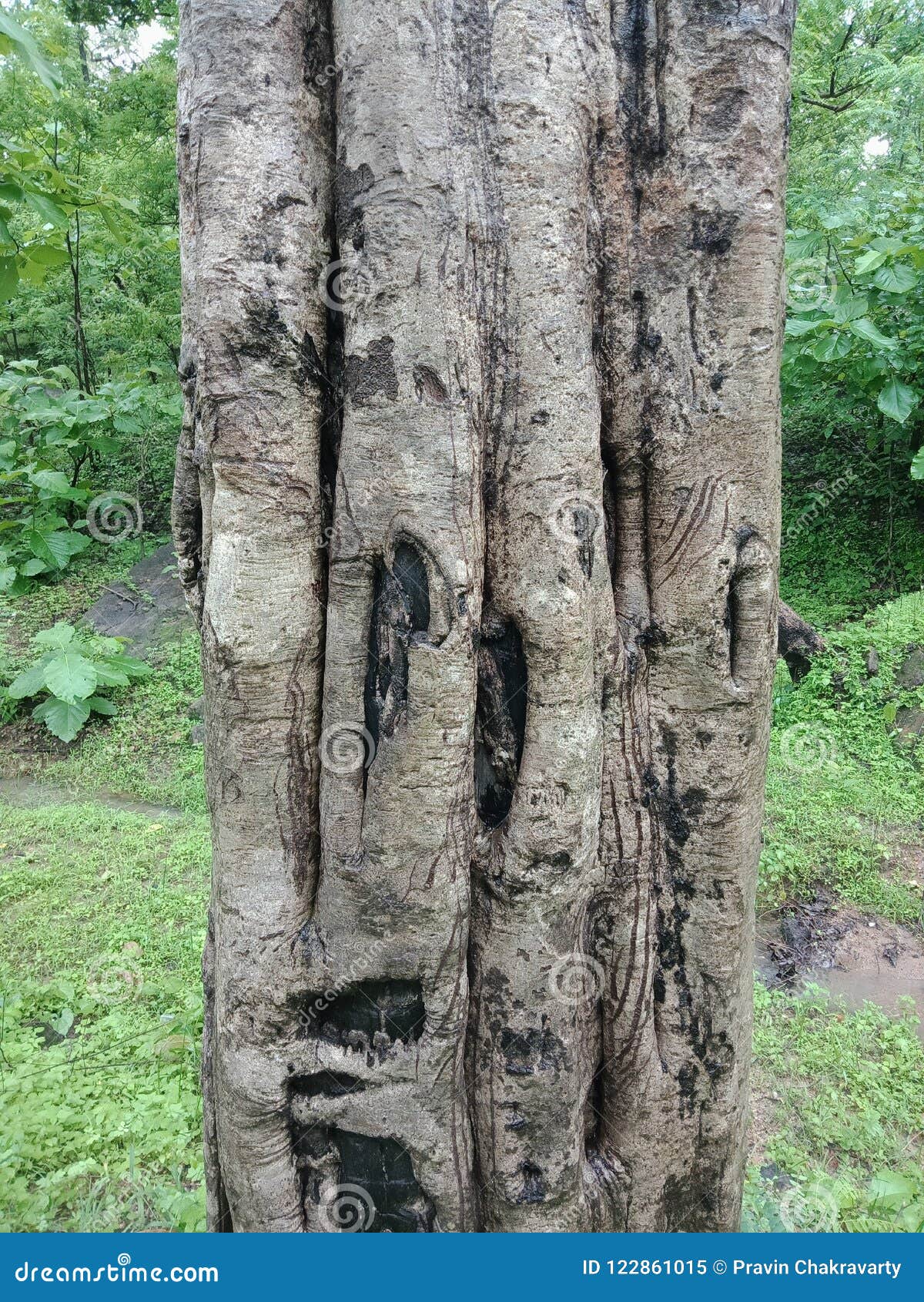 Tree Bark Texture in the Forest, Textured Background Wallpaper. Stock ...