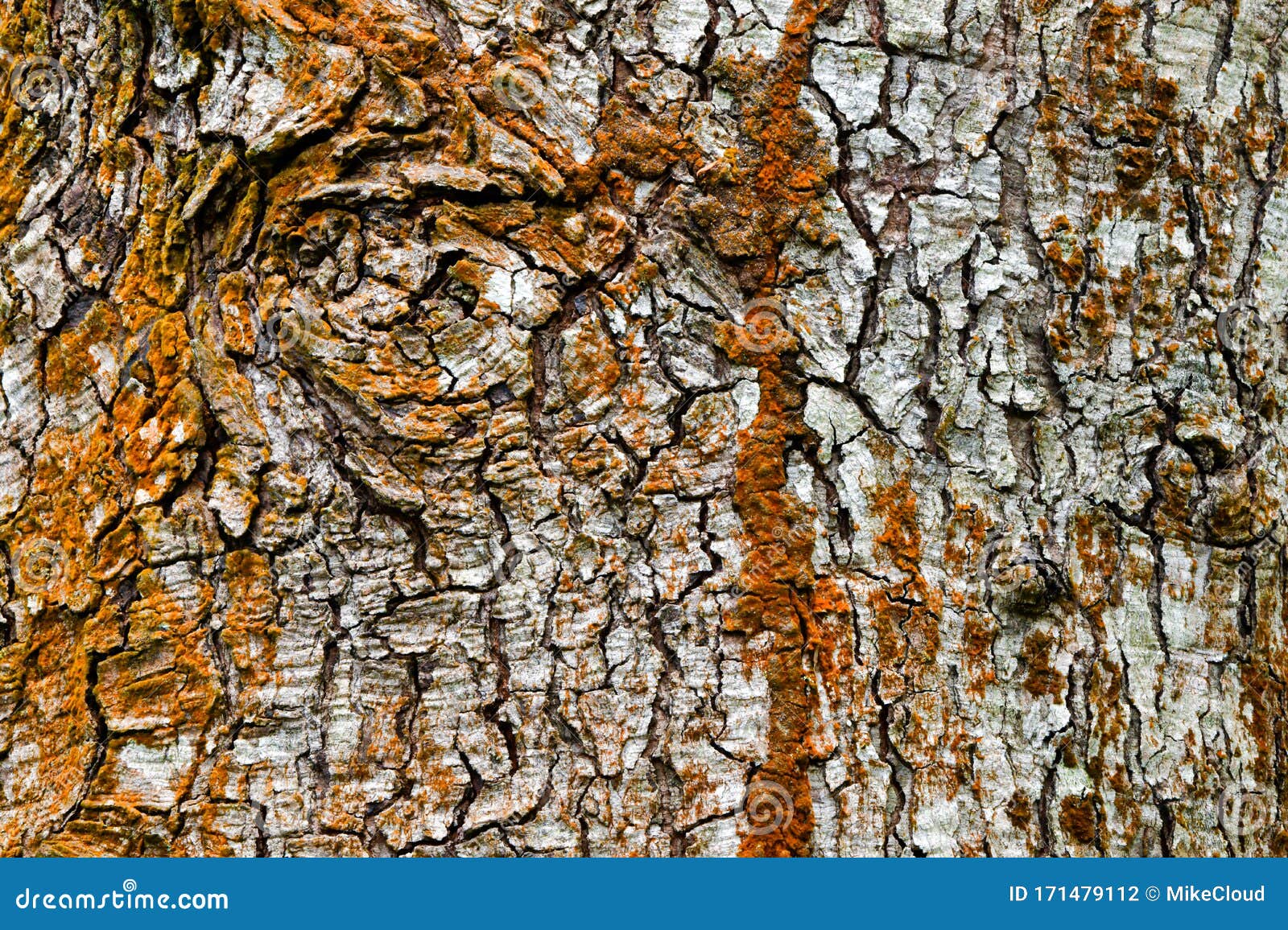 Tree Bark Texture Full of Colors, 4k, Vivid Pattern. Stock Photo ...