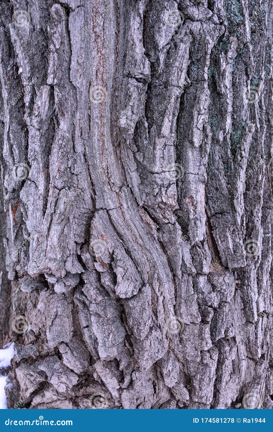 Tree Bark Texture Full Frame in Nature. Purple Background Stock Photo ...