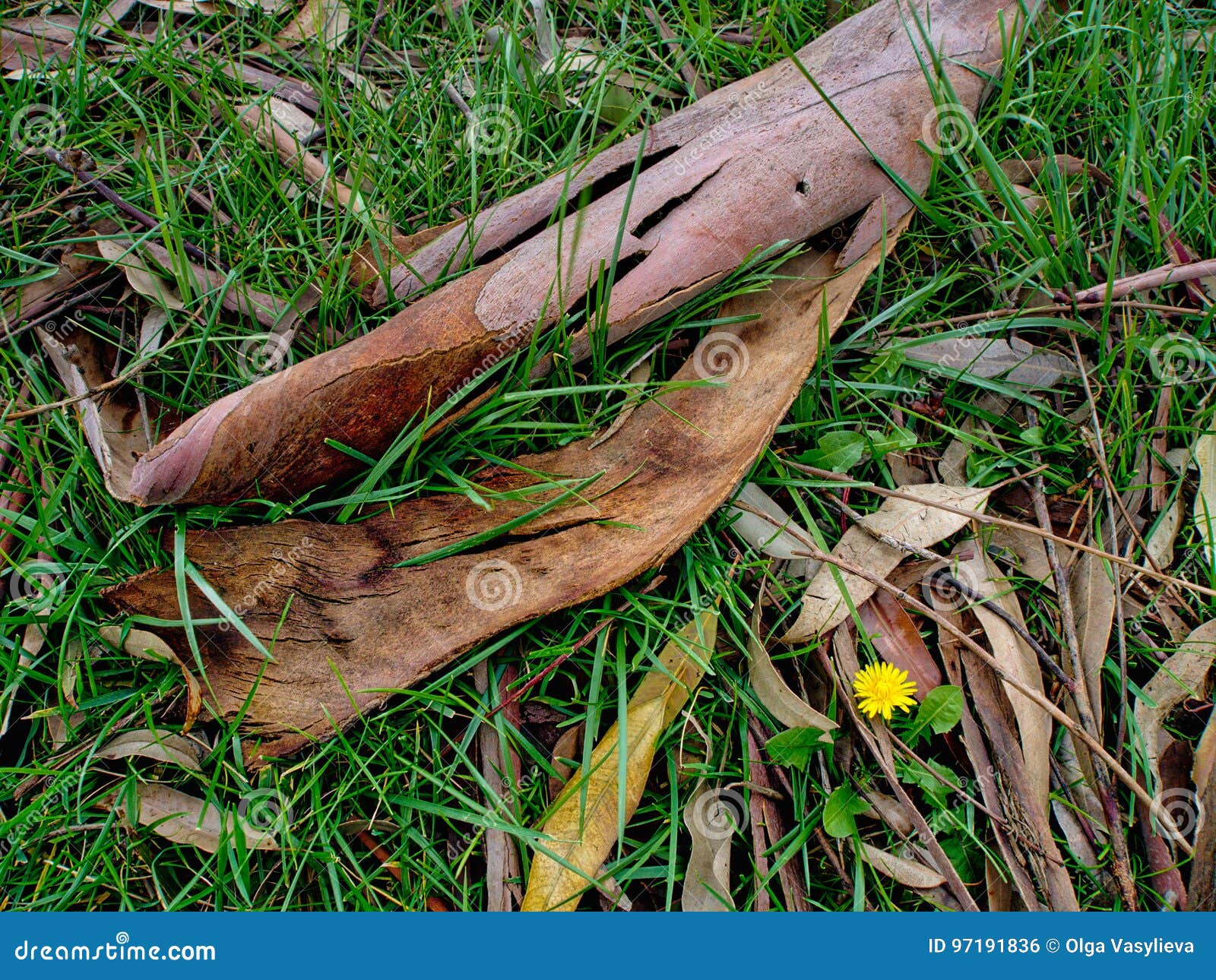Tree Bark Texture on the Grass Stock Photo - Image of plant, abstract ...