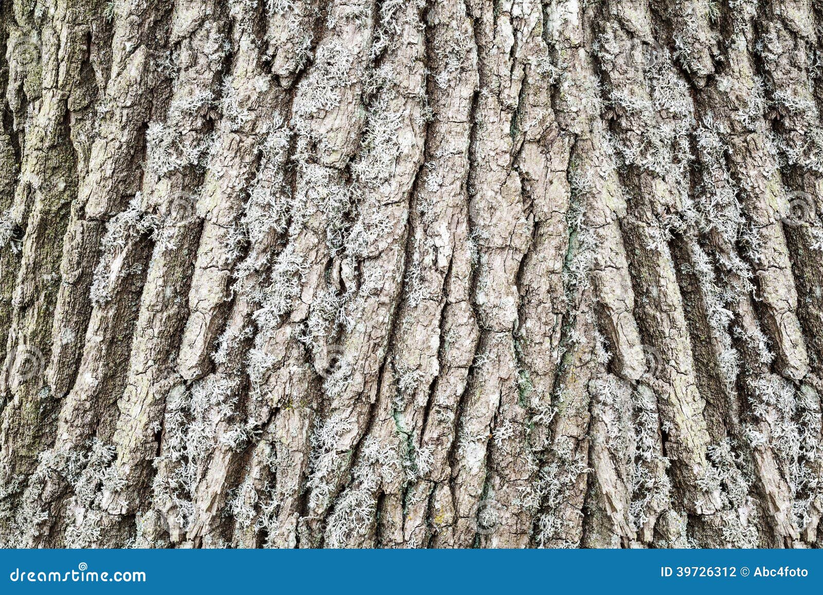 Tree bark texture stock photo. Image of natural, shape - 39726312